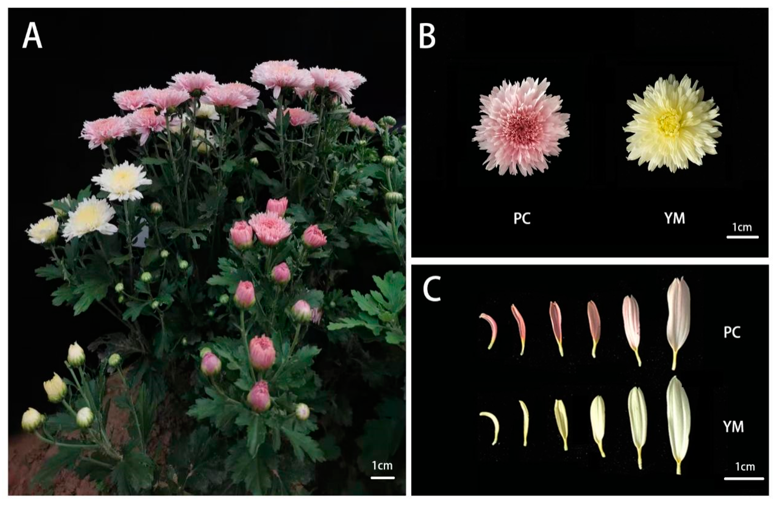 Identification and Characterization of Petal Color Change from Pink to ...