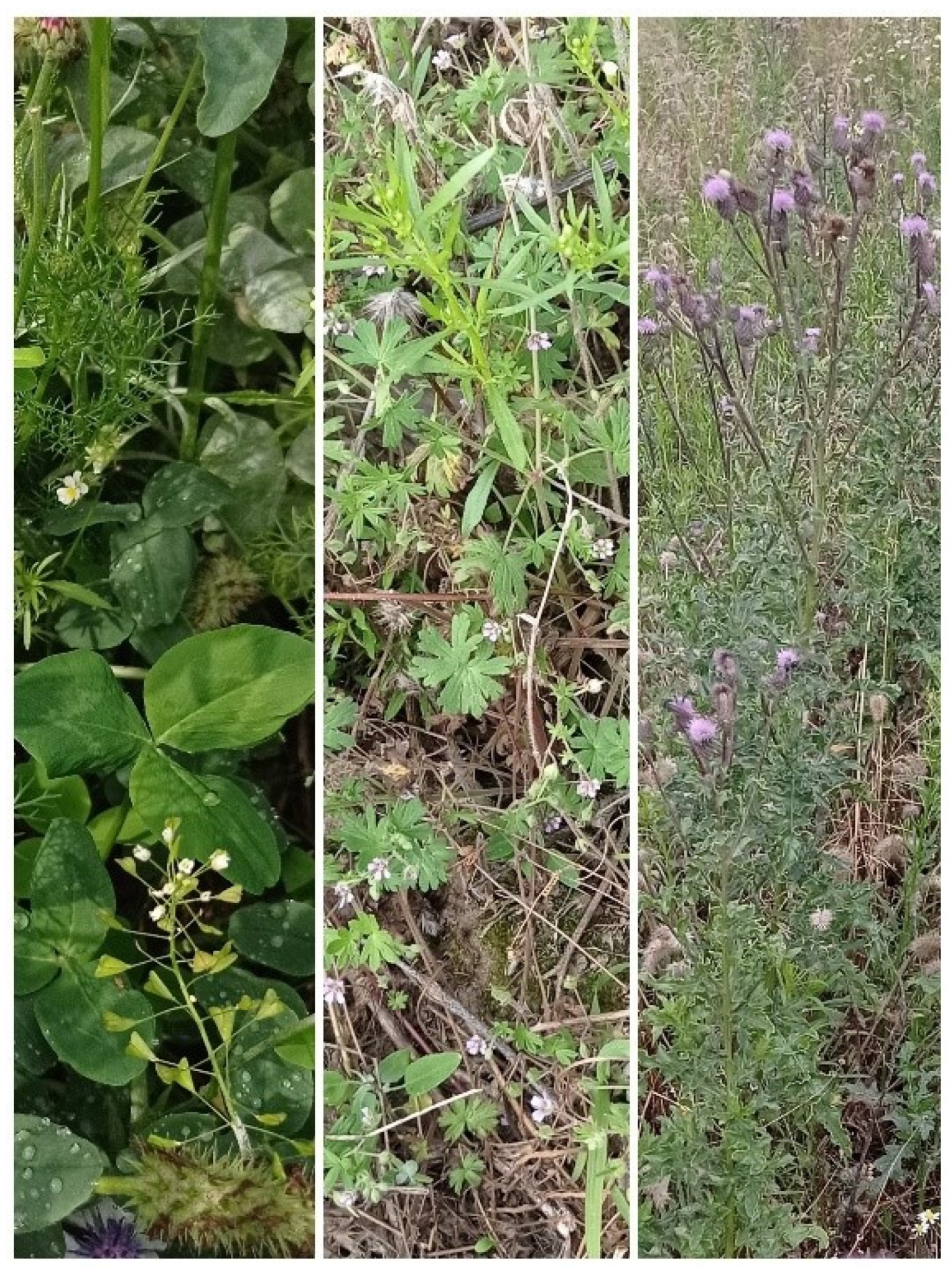 Flower Strips and Their Ecological Multifunctionality in Agricultural ...