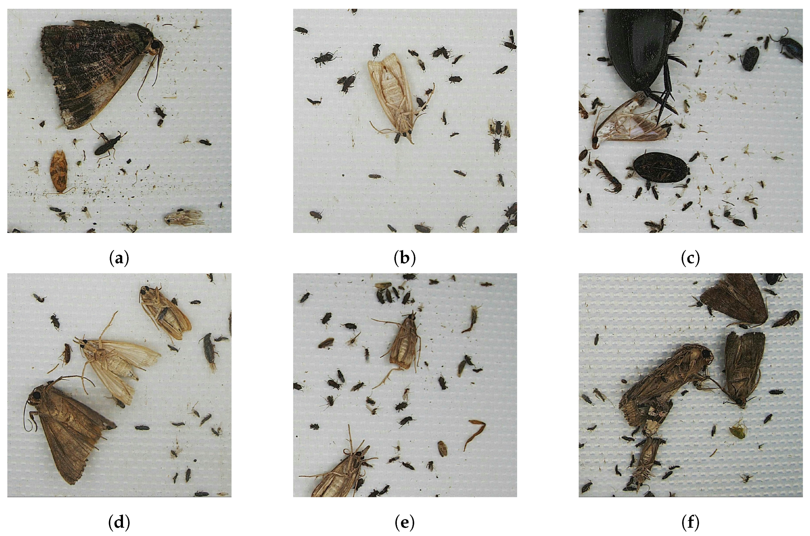 PestLite: A Novel YOLO-Based Deep Learning Technique for Crop Pest ...
