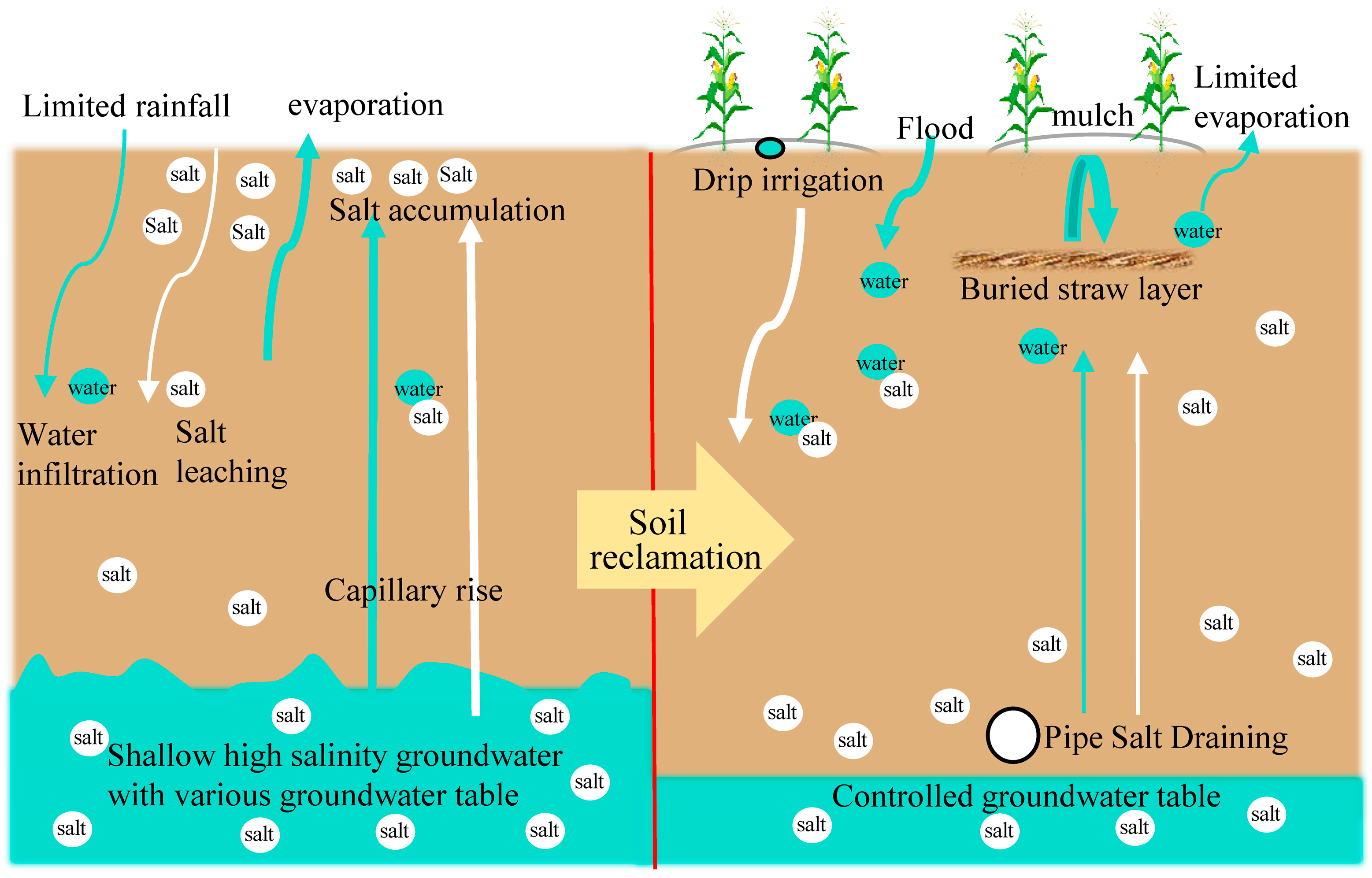Saline–Alkali Soil Reclamation Contributes to Soil Health Improvement ...