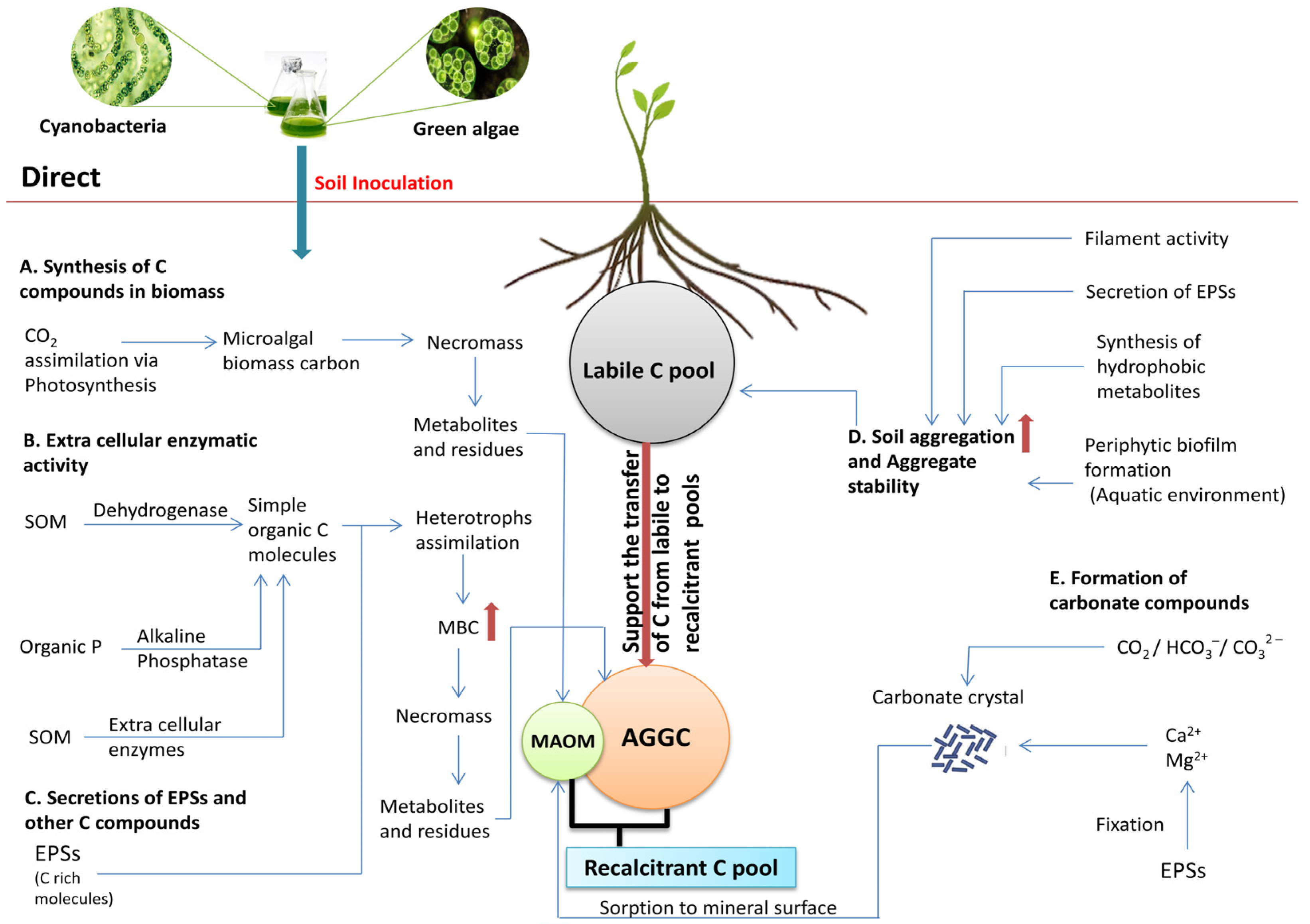 Unveiling the Role of Edaphic Microalgae in Soil Carbon Sequestration ...