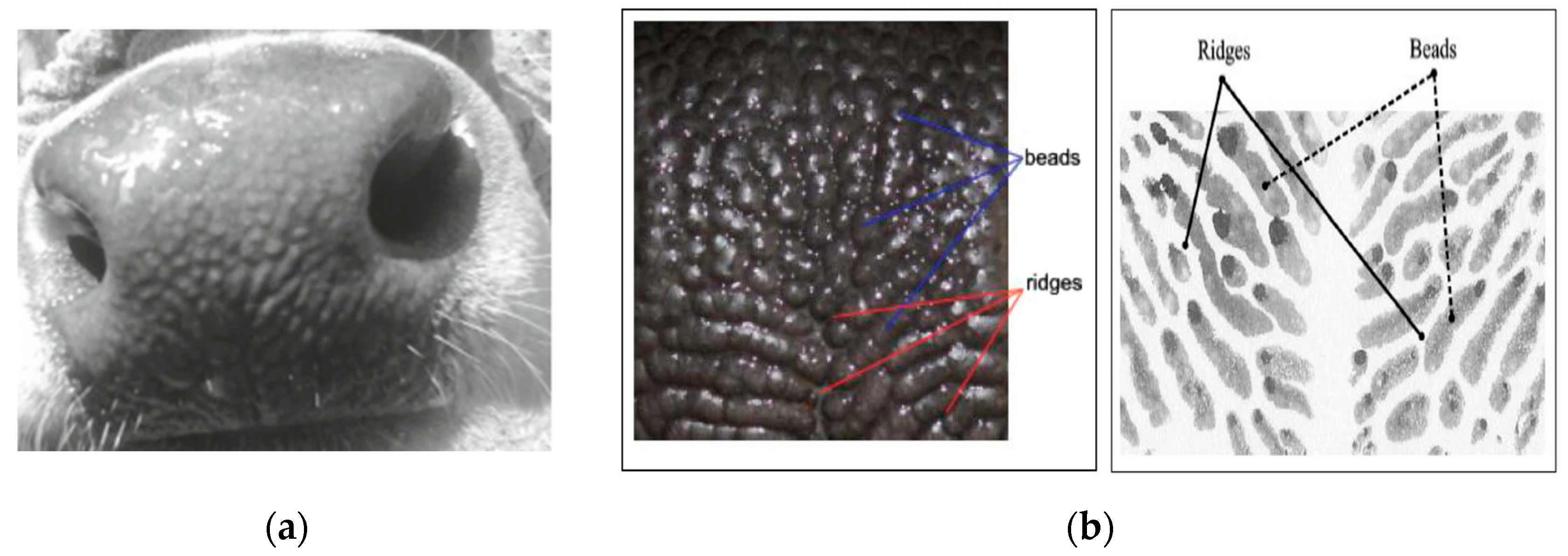 Livestock Biometrics Identification Using Computer Vision Approaches: A ...