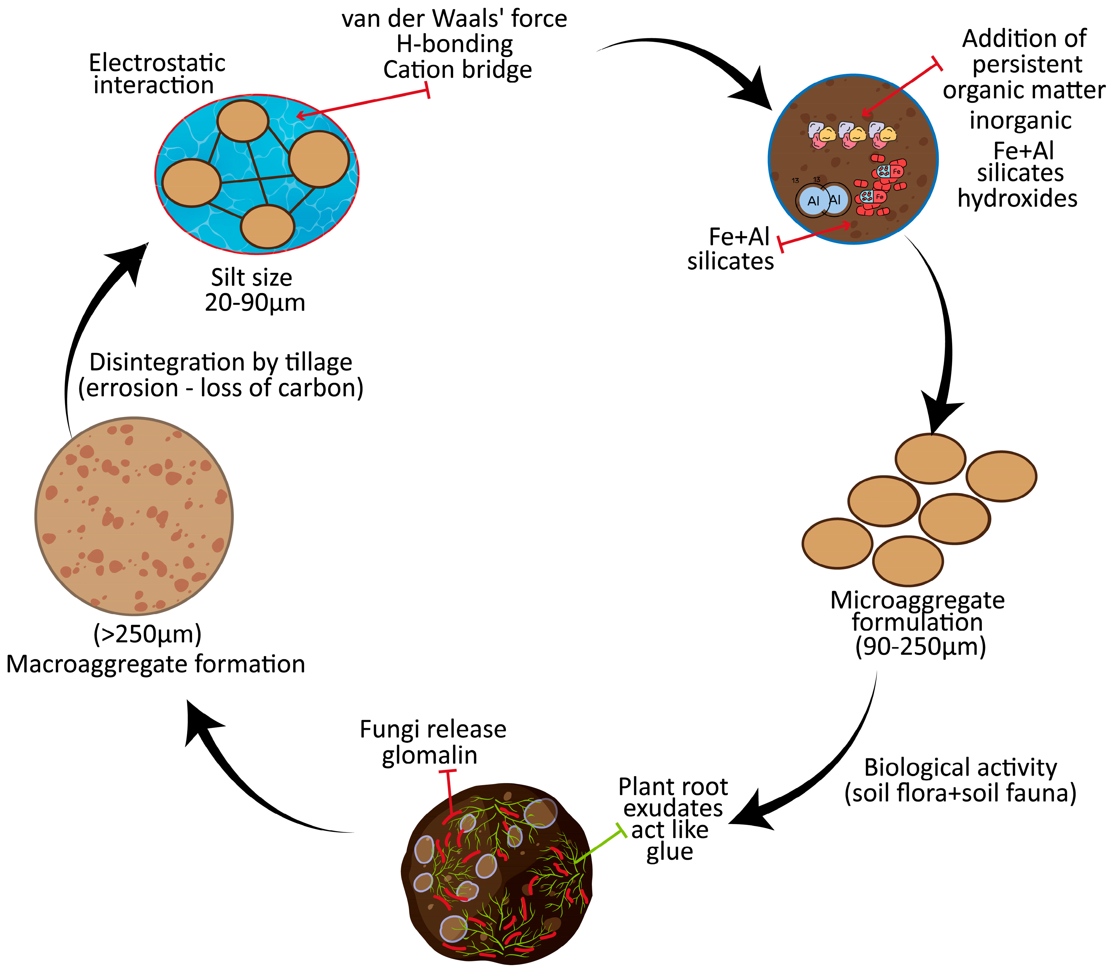 Soil Aggregate Dynamics and Stability: Natural and Anthropogenic ...