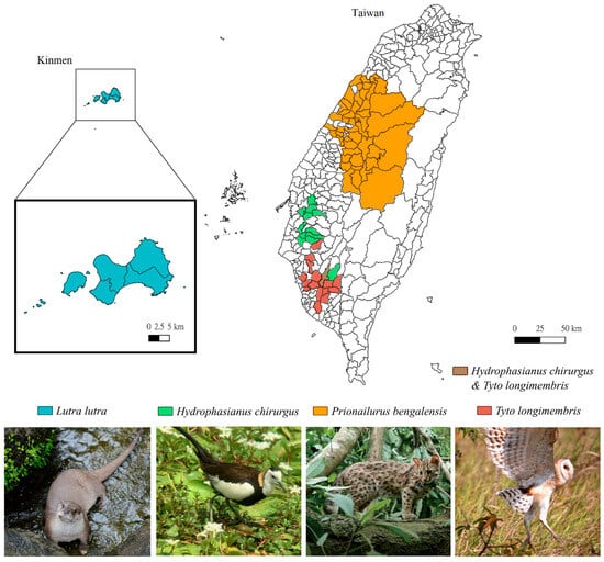 Case in Taiwan Demonstrates How Corporate Demand Converts Payments for ...