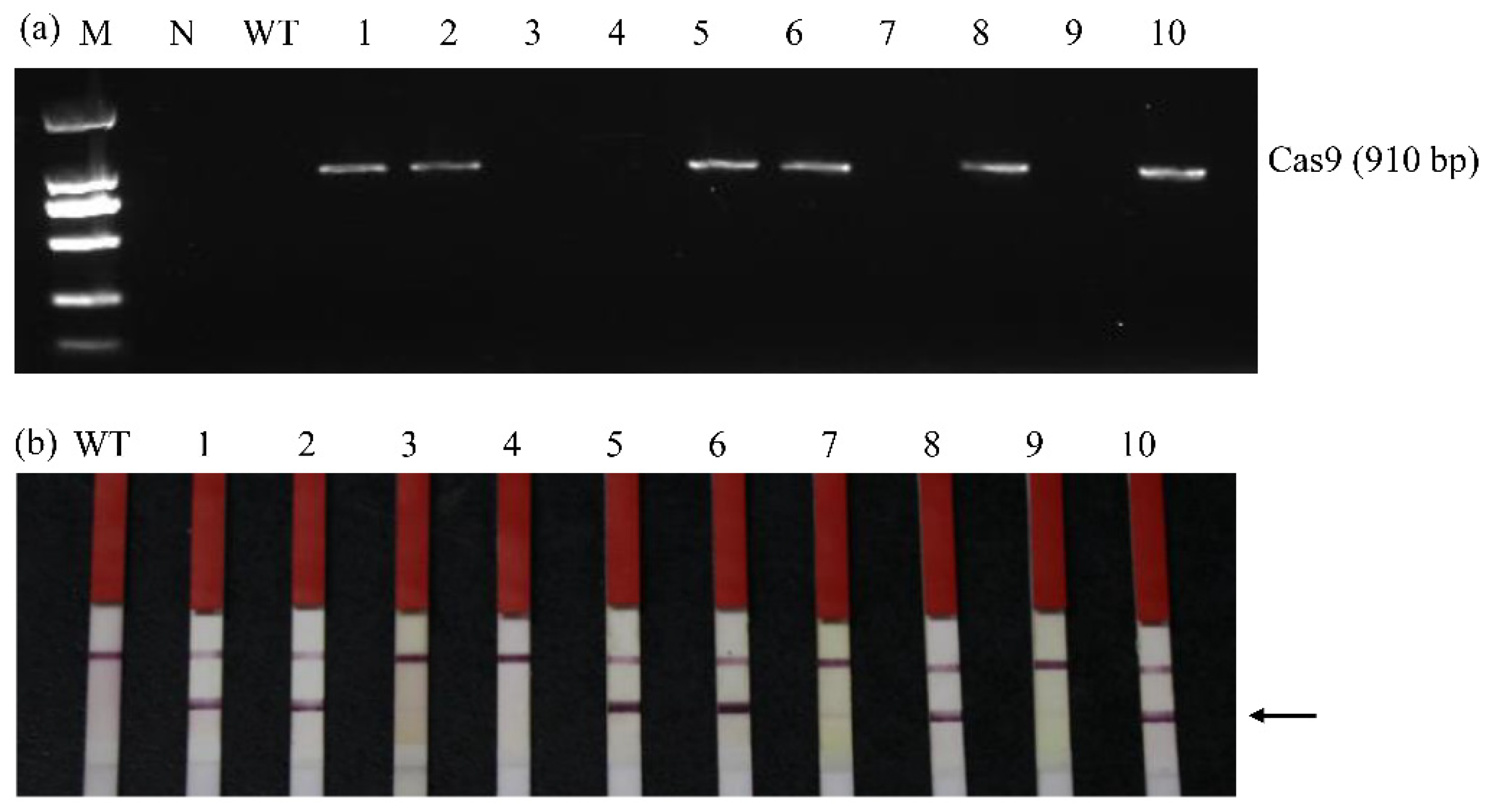 CRISPR/Cas9-Mediated Mutagenesis of GmFAD2-1A and/or GmFAD2-1B to ...