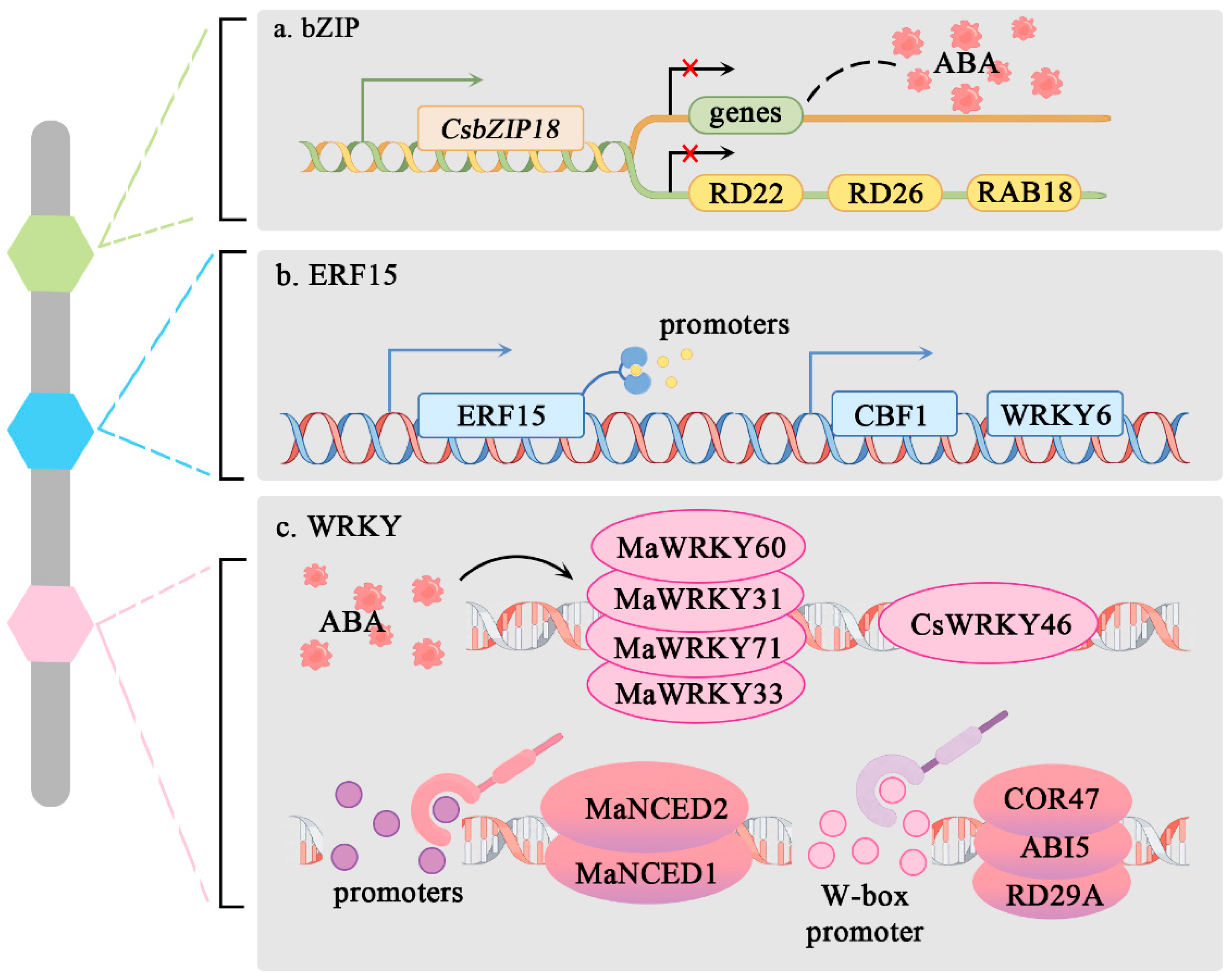 Mechanism of ABA in Plants Exposed to Cold Stress | MDPI