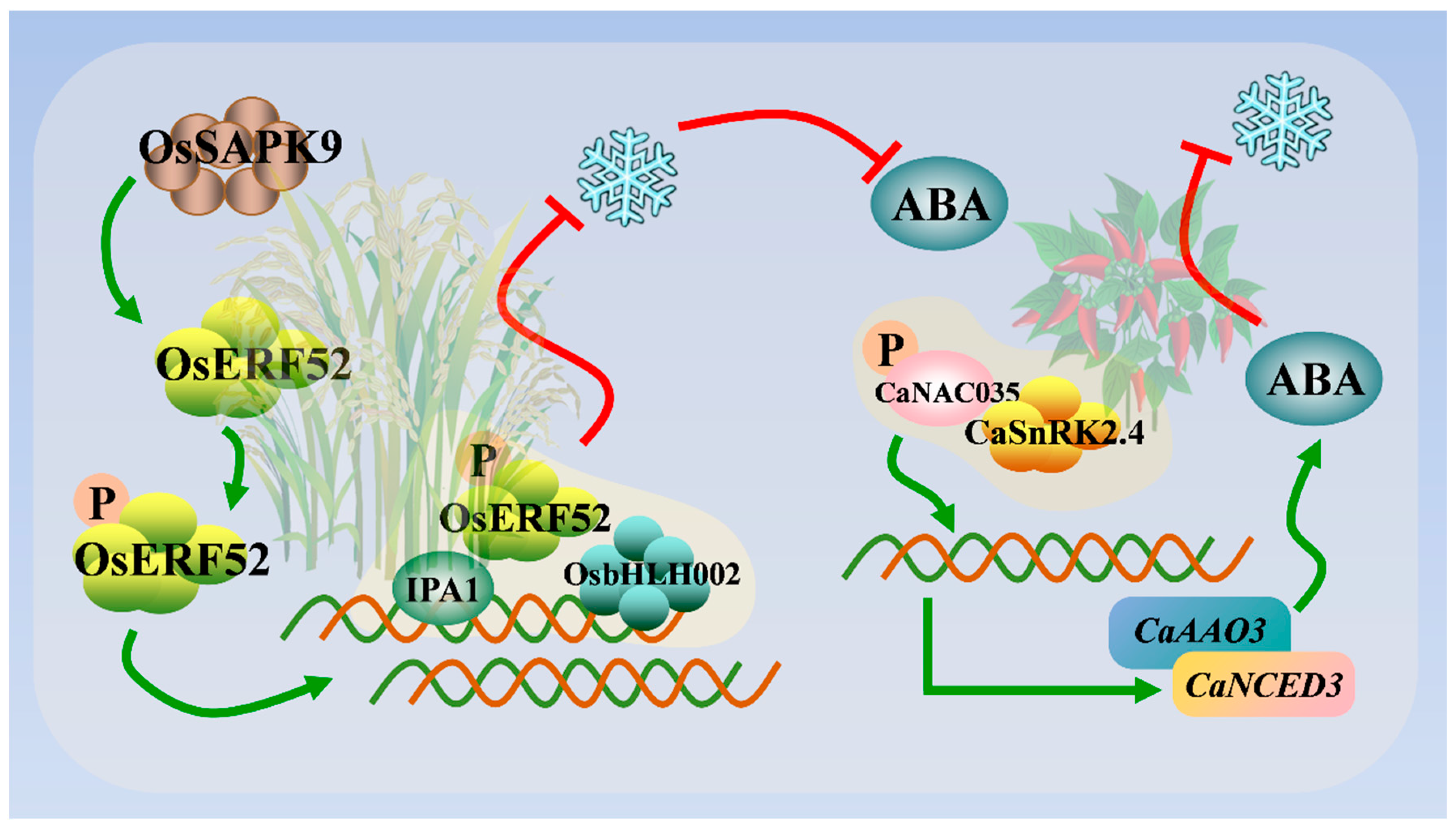 Mechanism of ABA in Plants Exposed to Cold Stress | MDPI