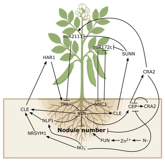 Molecular Mechanisms Underlying Root Nodule Formation and Activity | MDPI