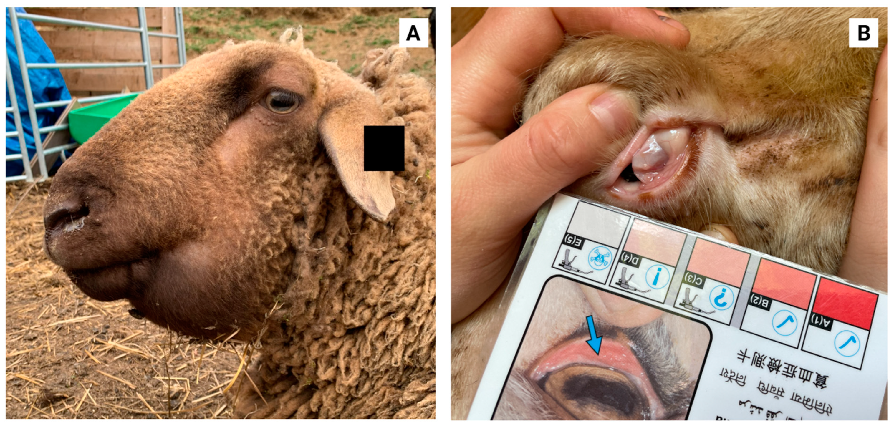 Haemonchosis in Sheep and Goats, Control Strategies and Development of ...