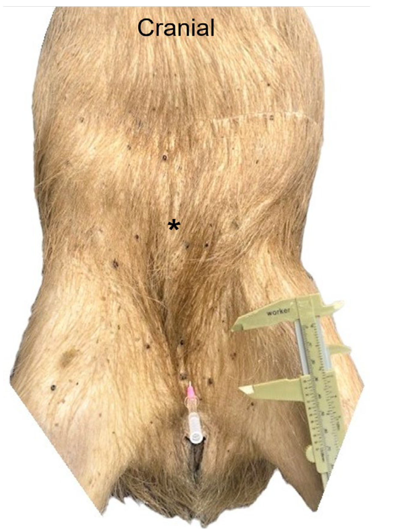 Surgical Anatomy for Sterilization Procedures in Female Capybaras | MDPI