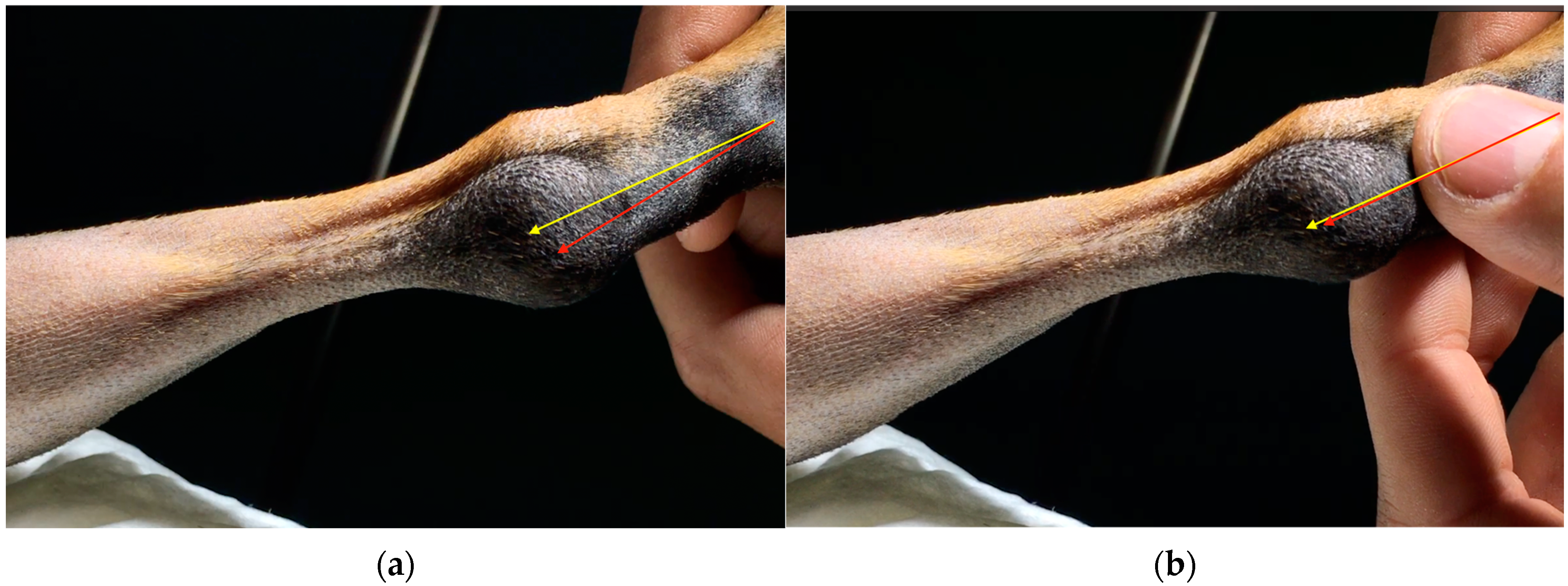 Surgical Repair of Luxation of the Superficial Digital Flexor Tendon in ...