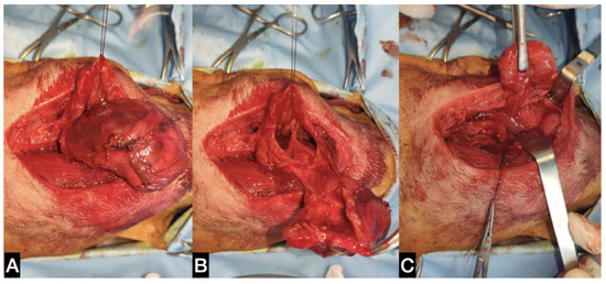 Diagnostic Findings and Surgical Management of Three Dogs Affected by ...