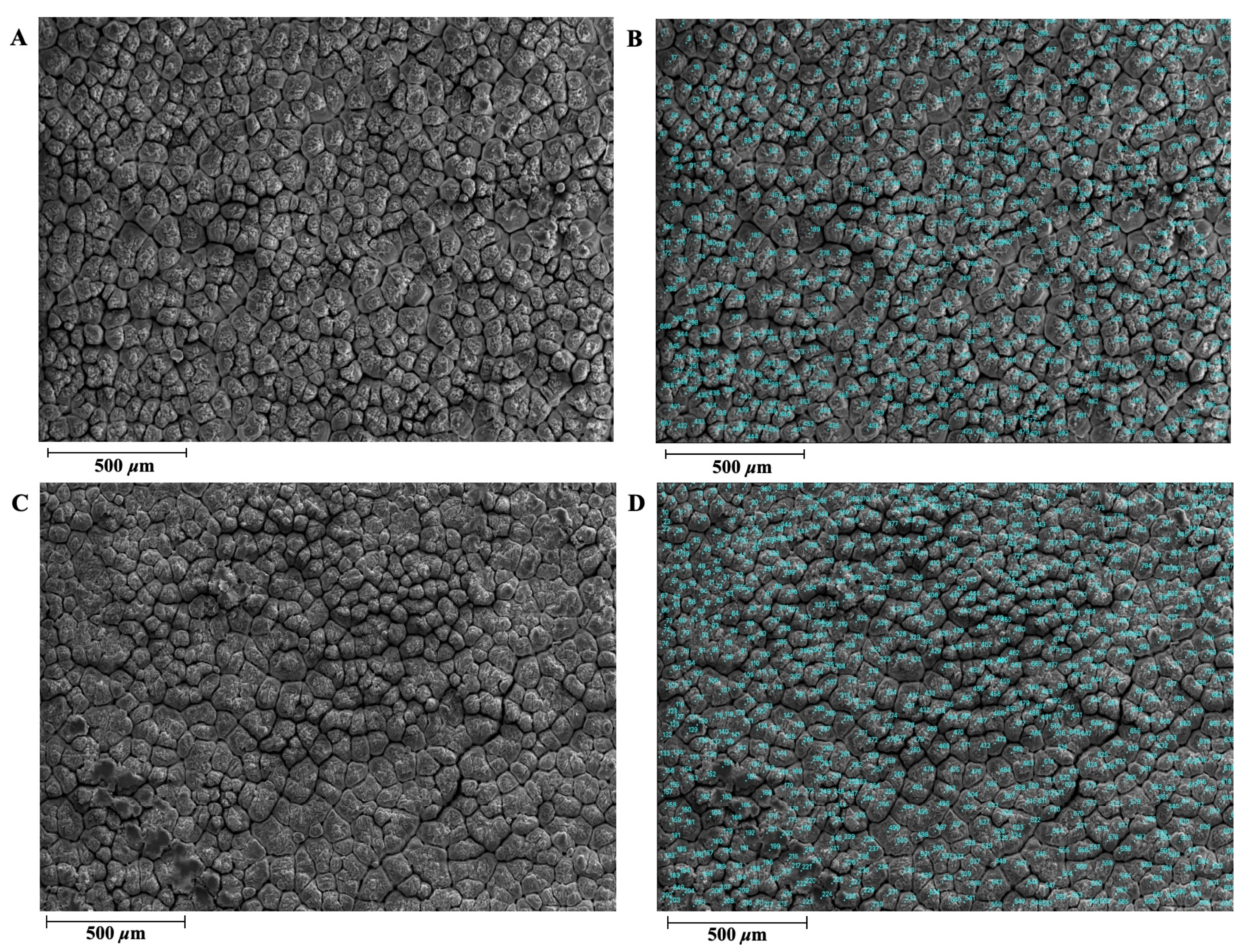 Comparative Analysis of the Ultrastructure, Bubble Pores, and ...