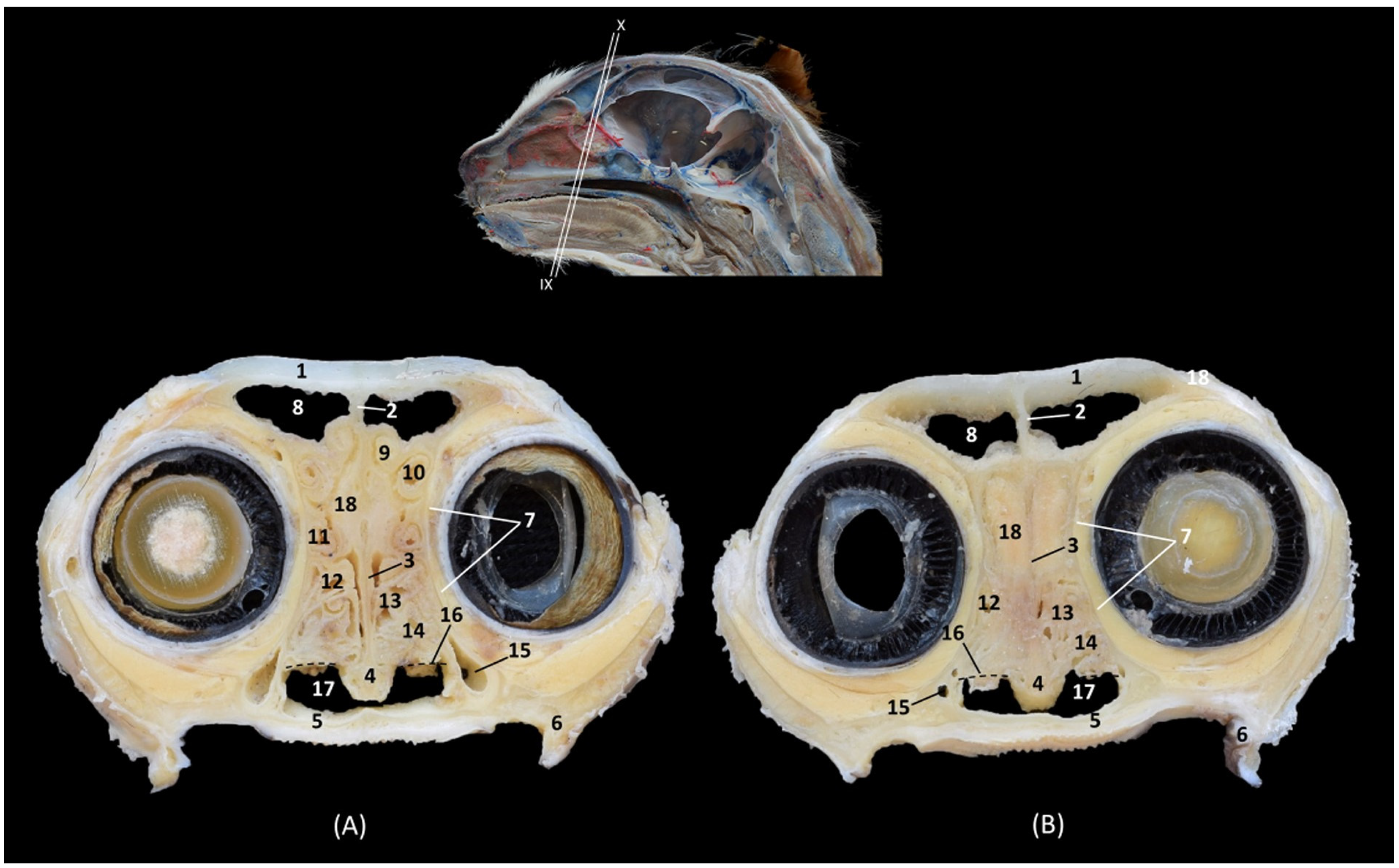 The Bony Nasal Cavity and Paranasal Sinuses of Big Felids and Domestic ...