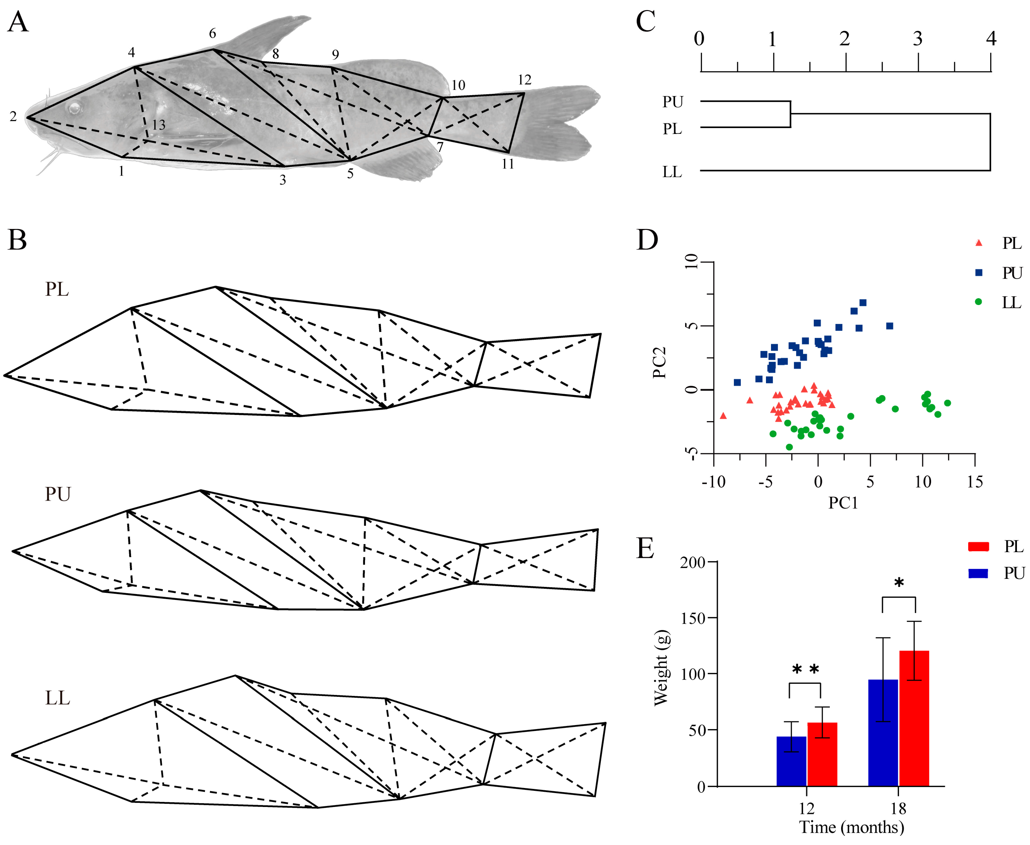 Growth Superiority and Genetic Characterization of the Hybrid from ...