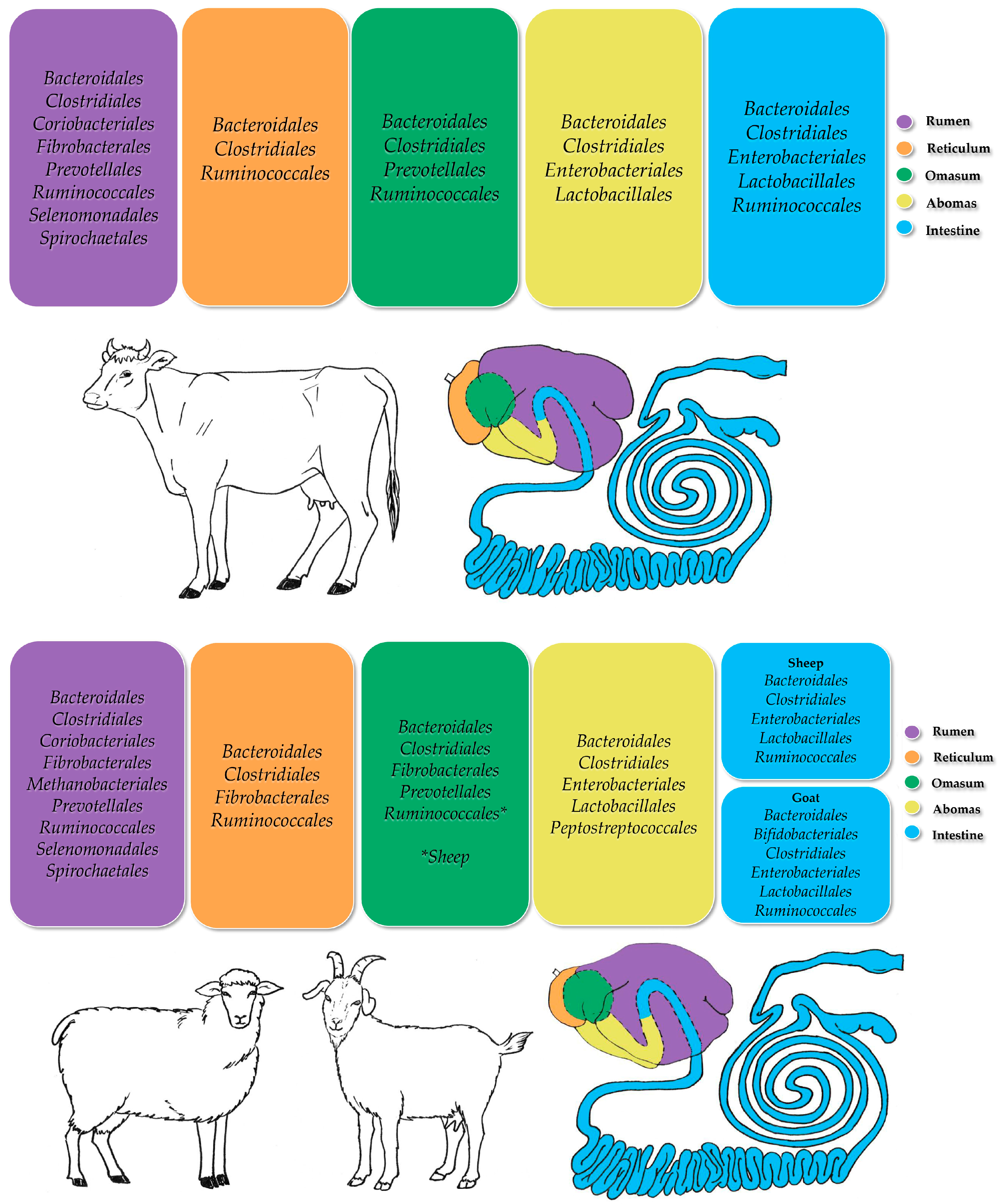 Gut Microbiota of Ruminants and Monogastric Livestock: An Overview | MDPI