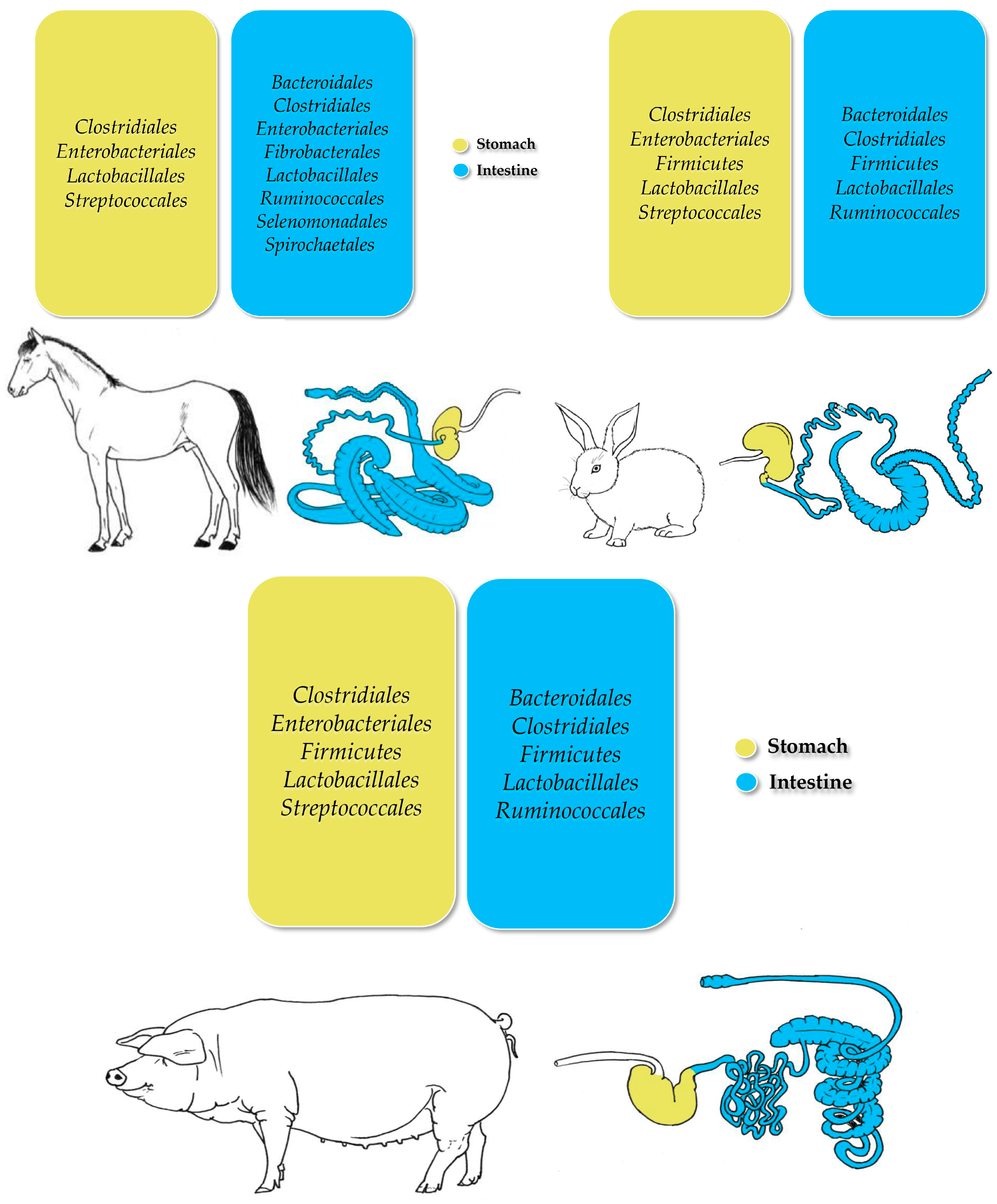 Gut Microbiota of Ruminants and Monogastric Livestock: An Overview | MDPI