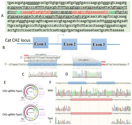 Targeted Gene Knock-Out of Fel d1 in Fetal Fibroblasts Using CRISPR ...
