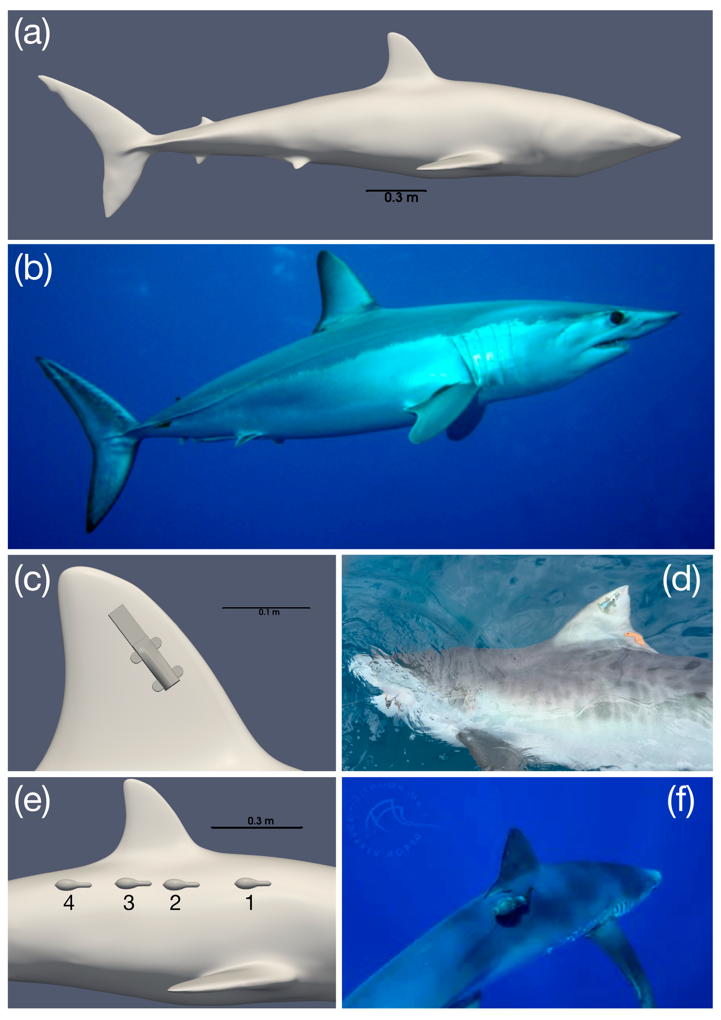 Refining Electronic Tagging of Marine Animals: Computational Fluid ...