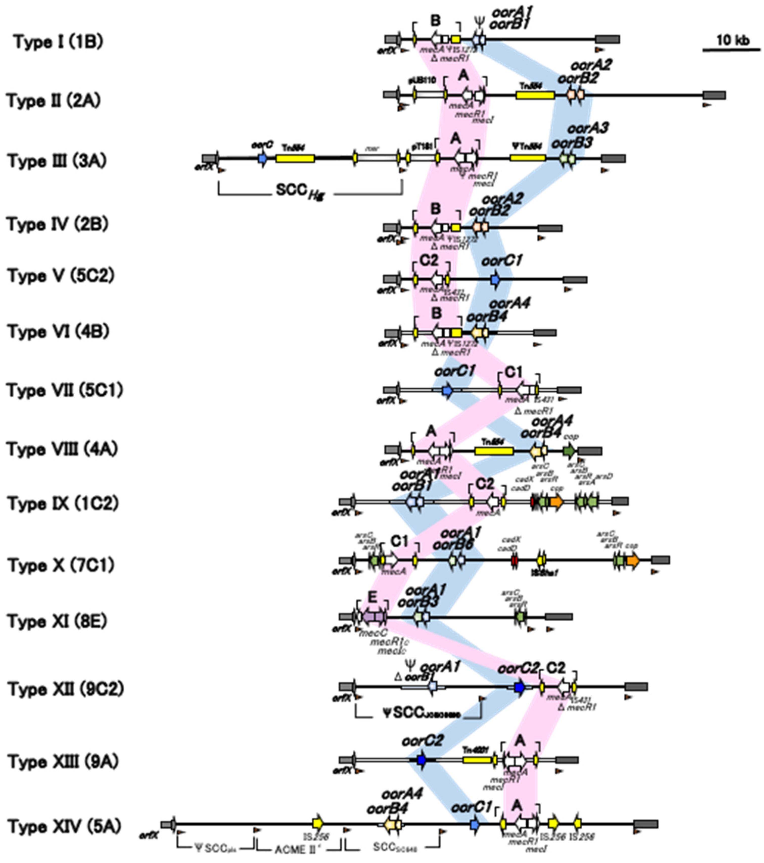 Current Status of Staphylococcal Cassette Chromosome mec (SCCmec) | MDPI