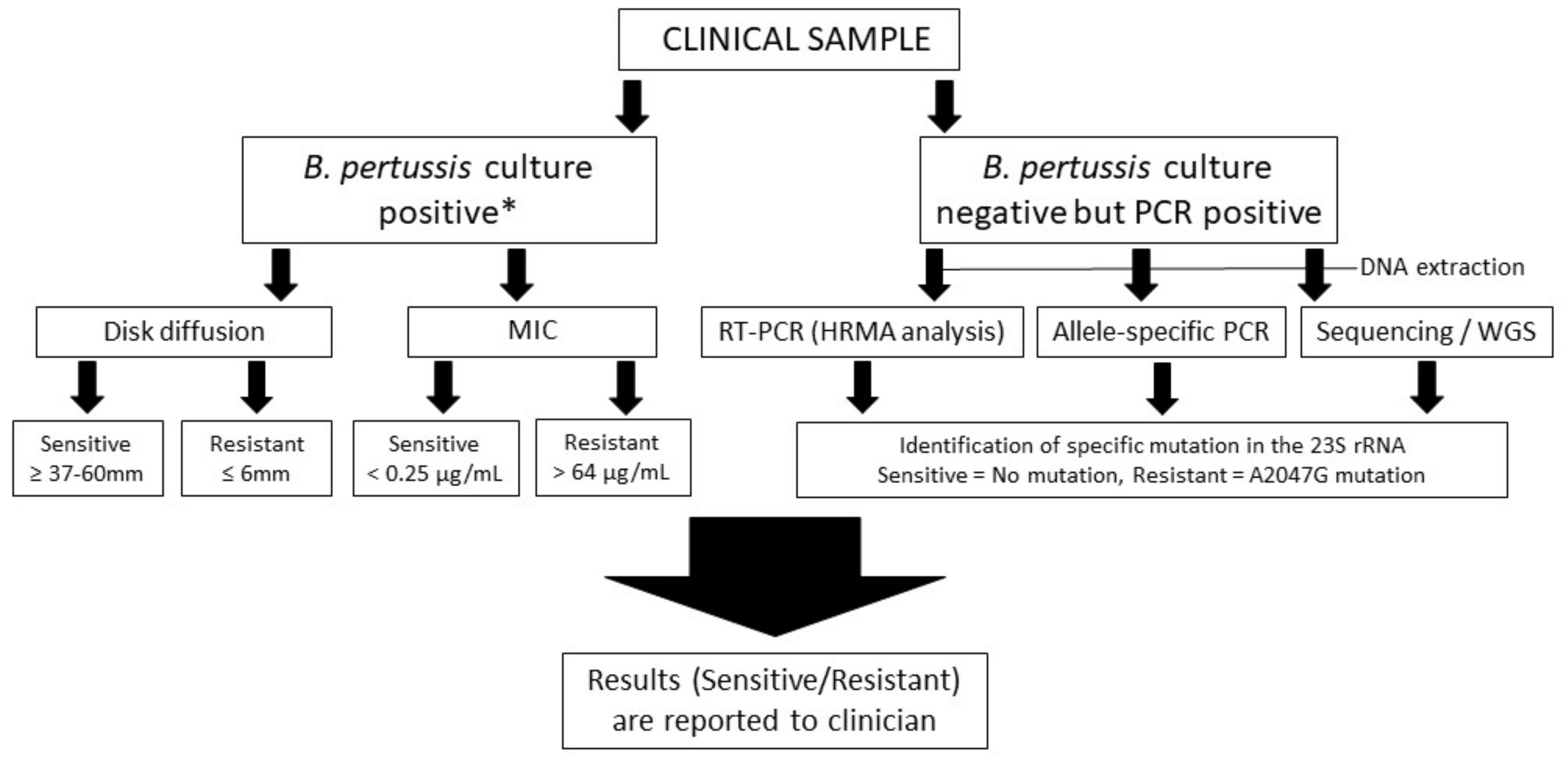 Macrolide Resistance in Bordetella pertussis: Current Situation and ...
