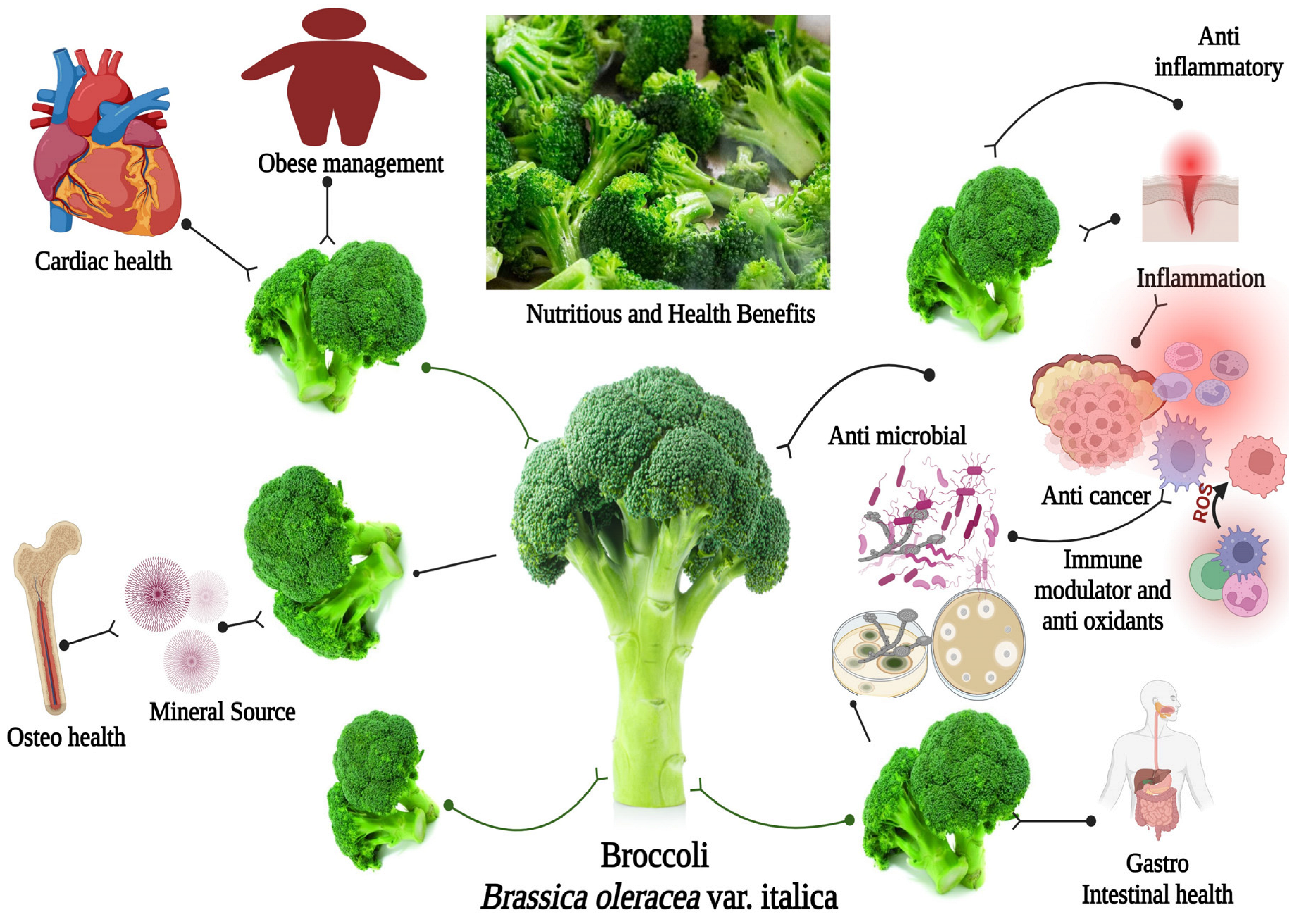 Broccoli: A Multi-Faceted Vegetable for Health: An In-Depth Review of ...