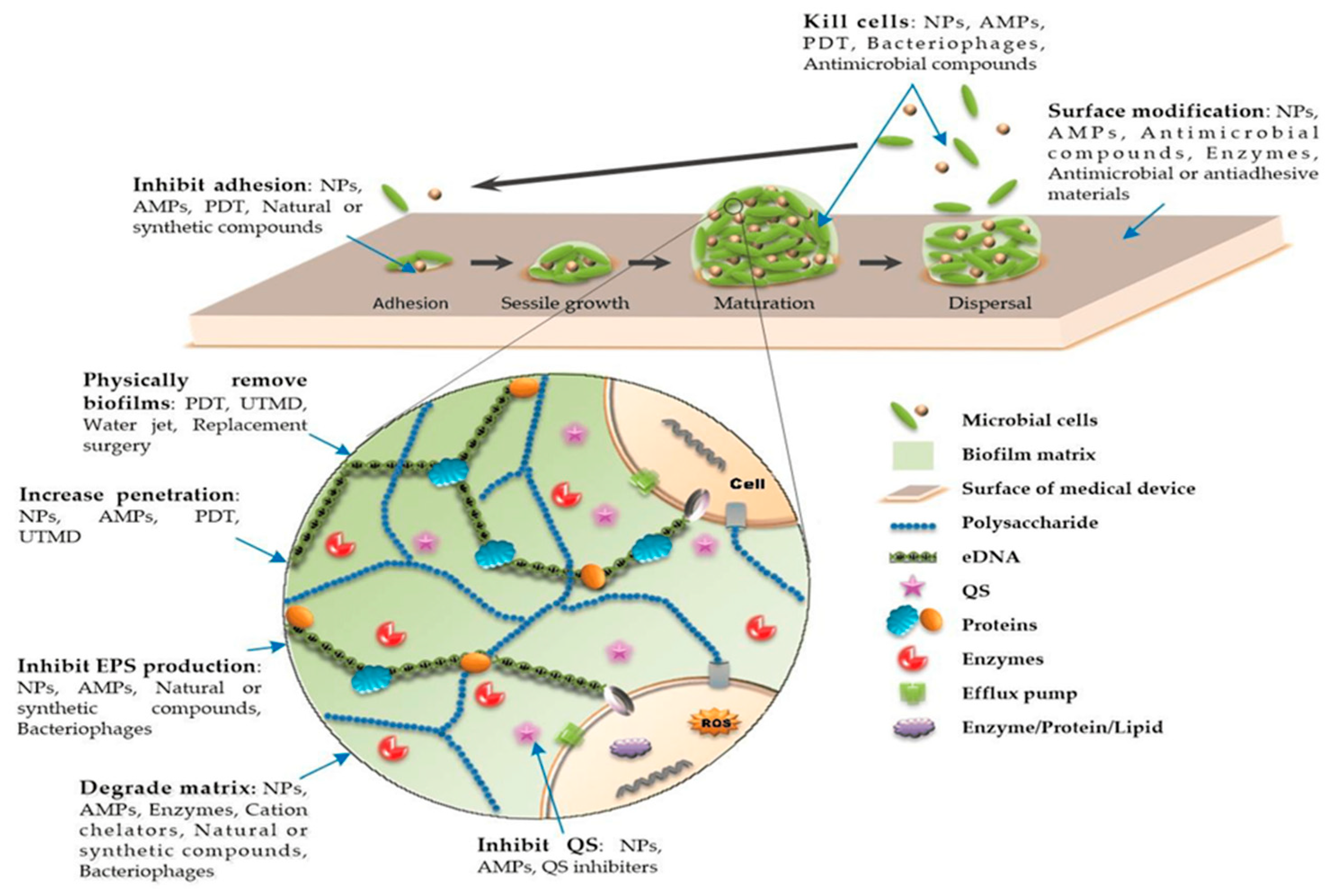 Medical Device-Associated Infections Caused by Biofilm-Forming ...