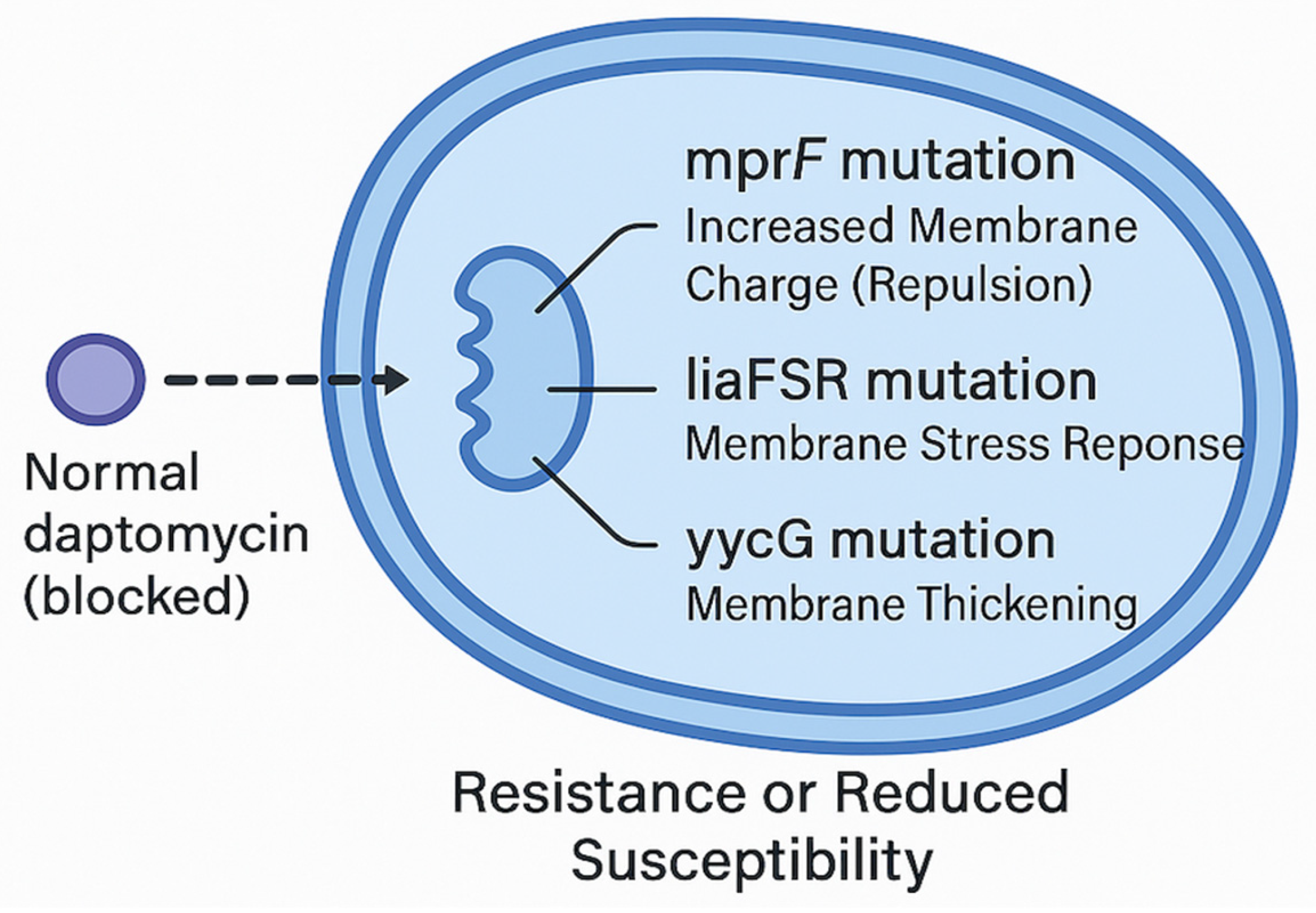 Use of Daptomycin to Manage Severe MRSA Infections in Humans | MDPI