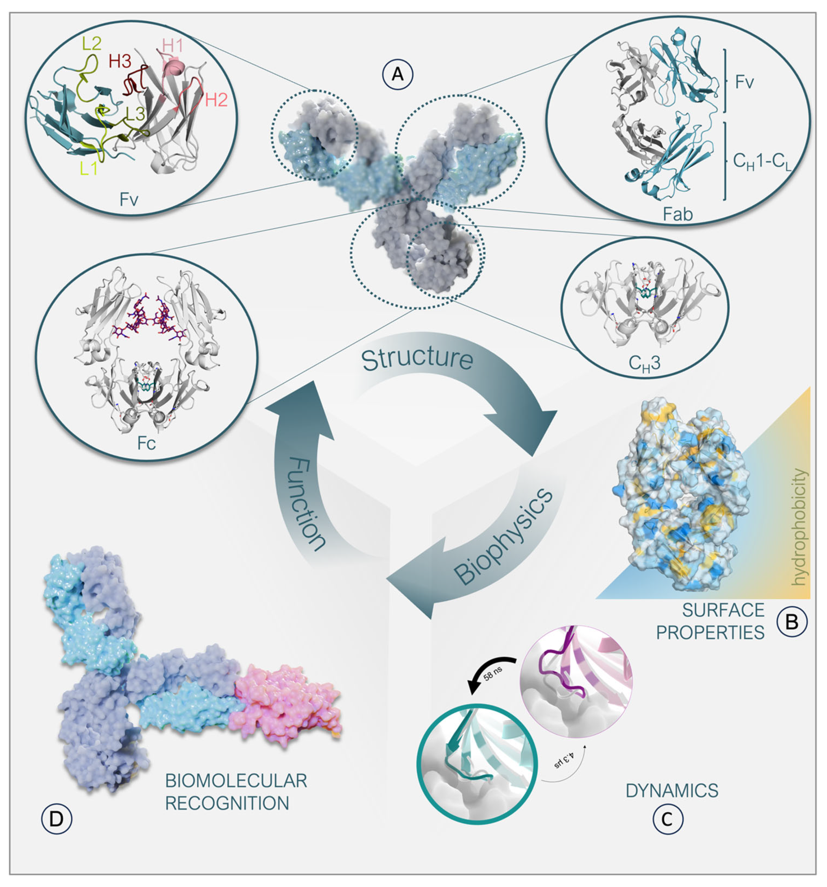Structure and Dynamics Guiding Design of Antibody Therapeutics and ...