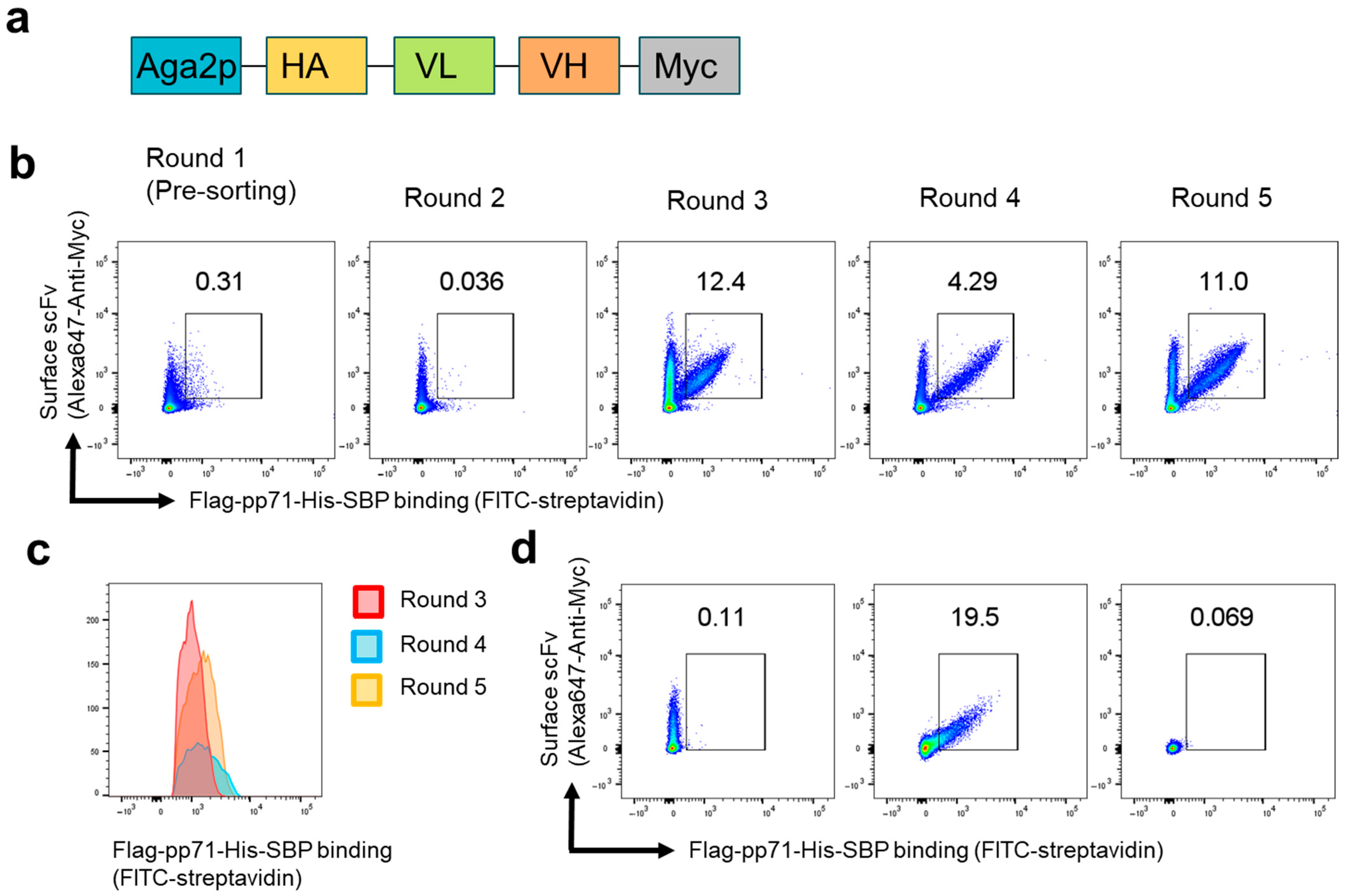 Isolation of a Monoclonal Human scFv Against Cytomegalovirus pp71 ...