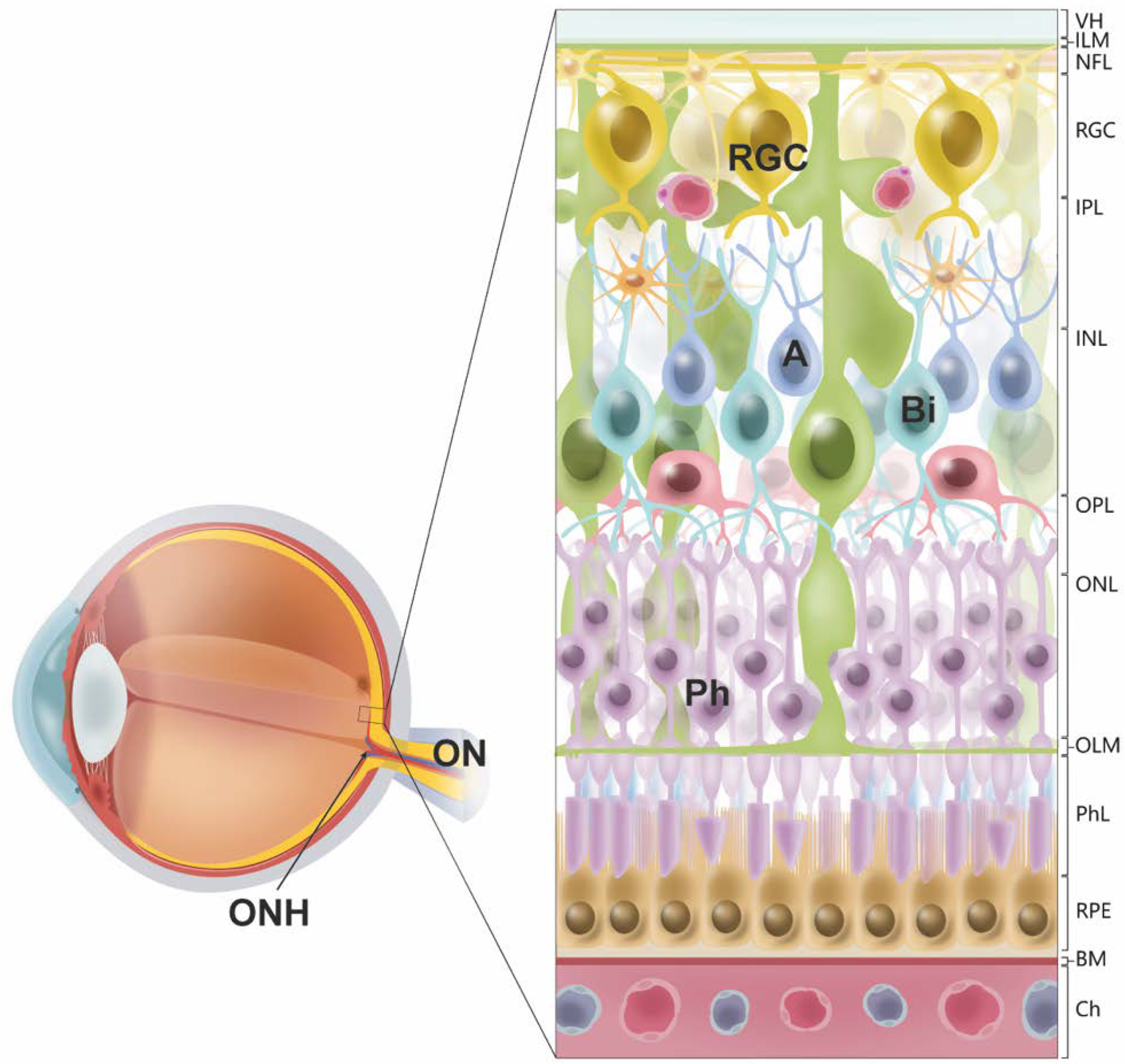 Oxidative Stress in Optic Neuropathies | MDPI