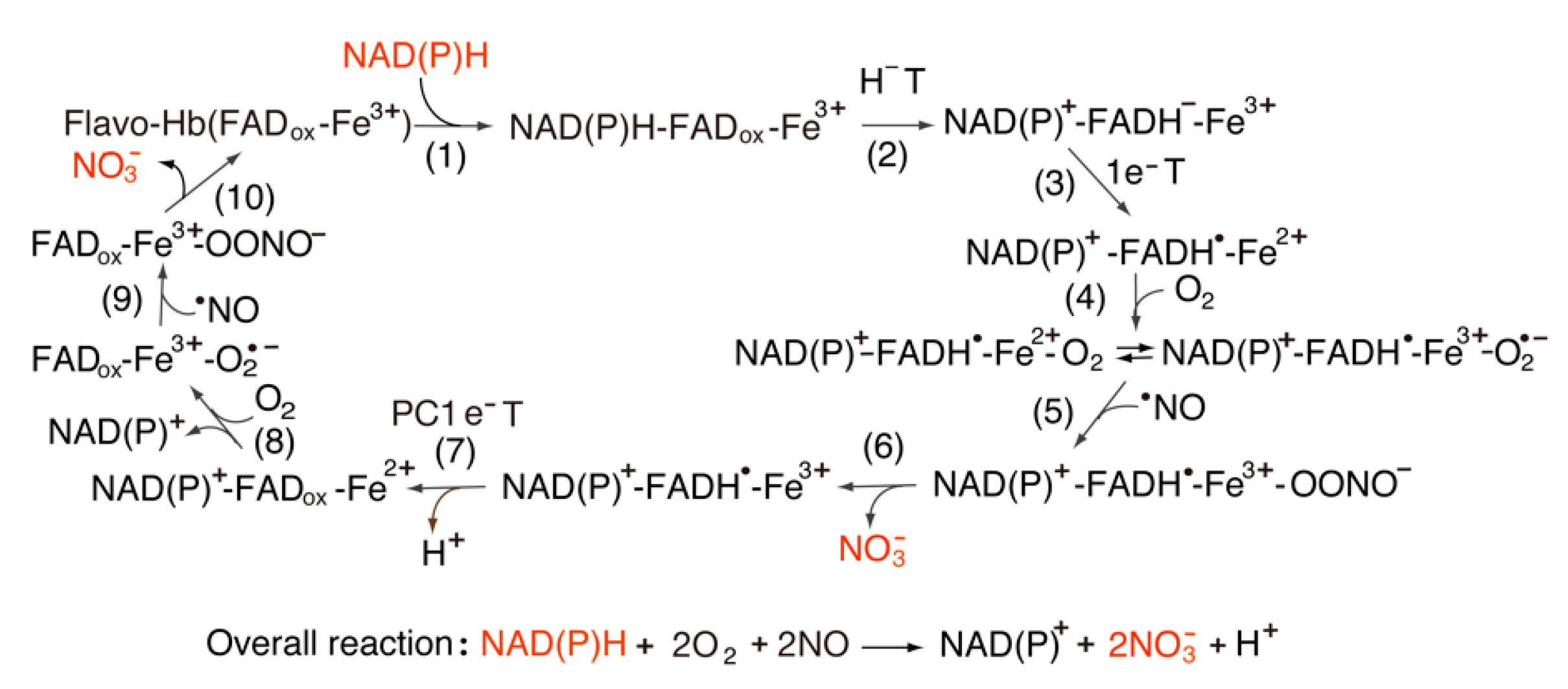 Roles of Ferredoxin-NADP+ Oxidoreductase and Flavodoxin in NAD(P)H ...