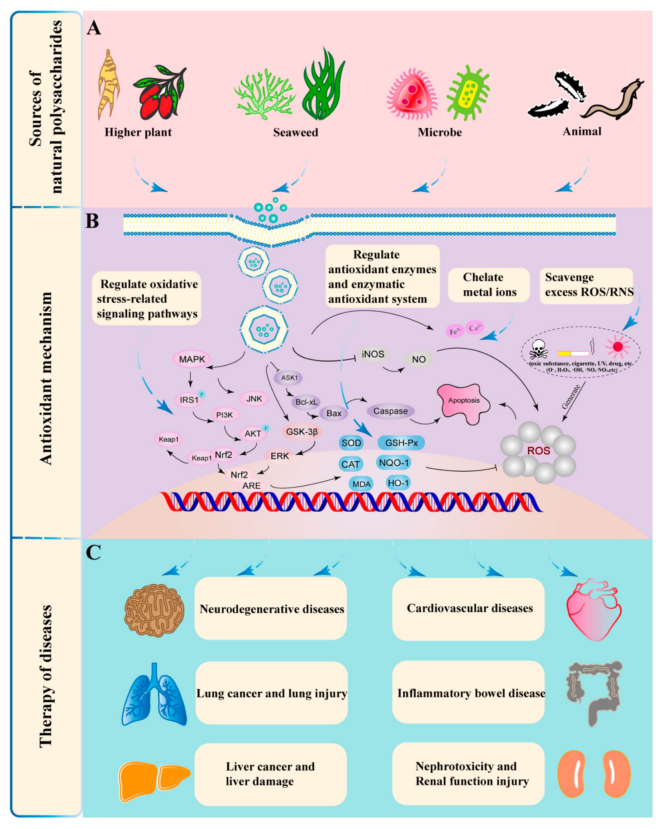 Antioxidant Activities of Natural Polysaccharides and Their Derivatives ...