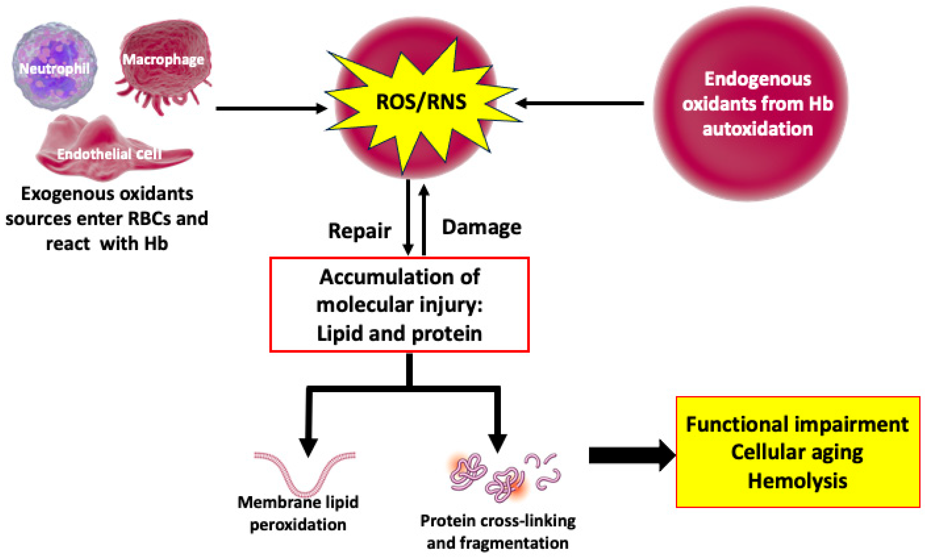 The Redox Process in Red Blood Cells: Balancing Oxidants and ...