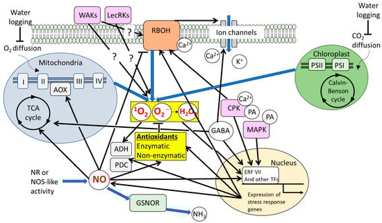 Roles of ROS and NO in Plant Responses to Individual and Combined Salt ...