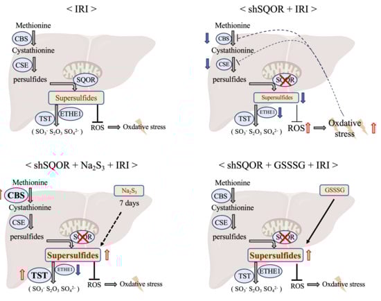 Role of Sulfide Quinone Oxidoreductase and Supersulfides in Hepatic ...