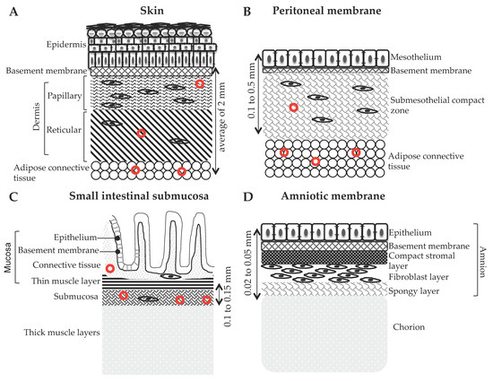 Decellularized Scaffolds for Skin Repair and Regeneration | MDPI
