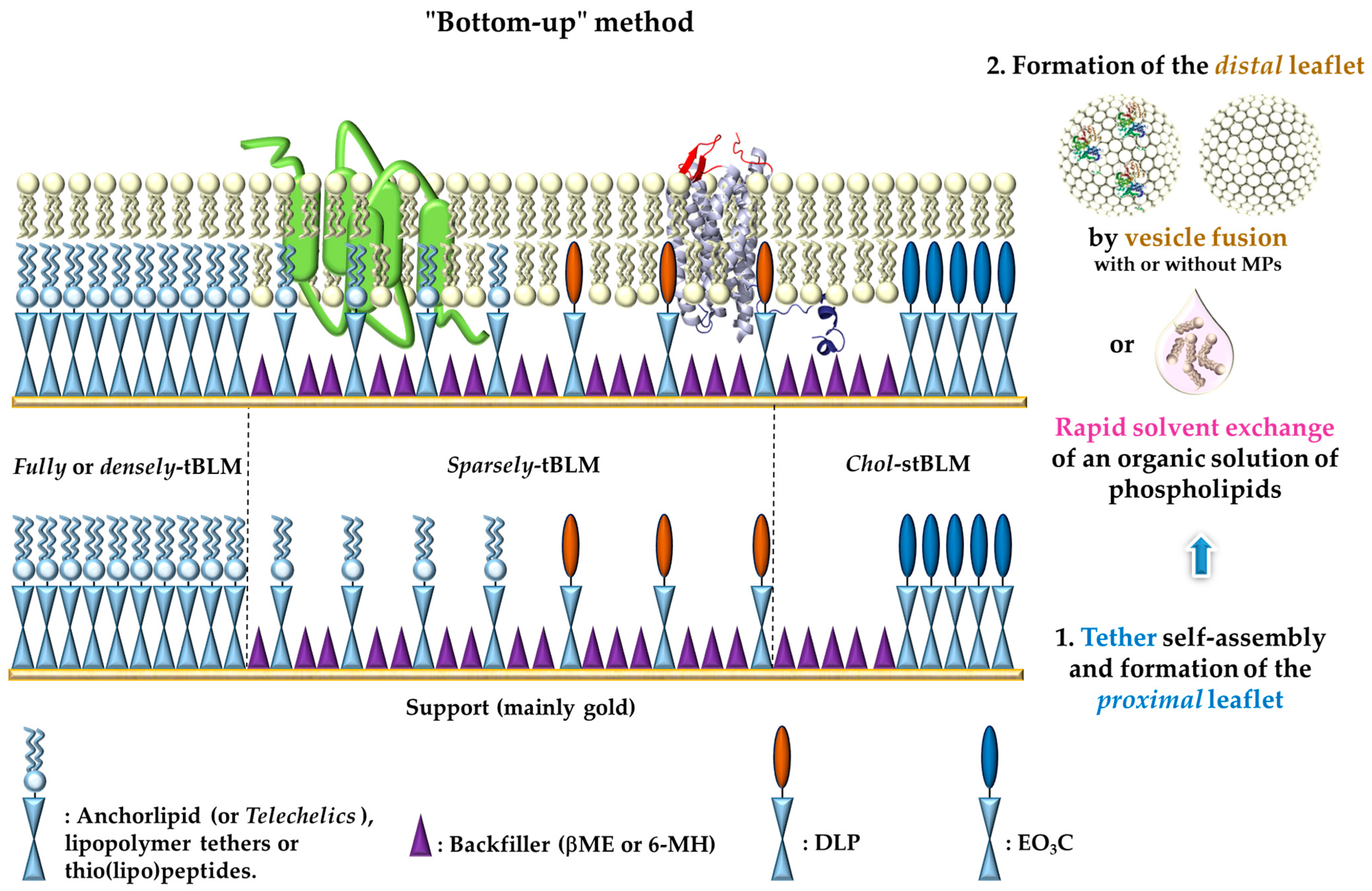 Why Do Tethered-Bilayer Lipid Membranes Suit for Functional Membrane ...