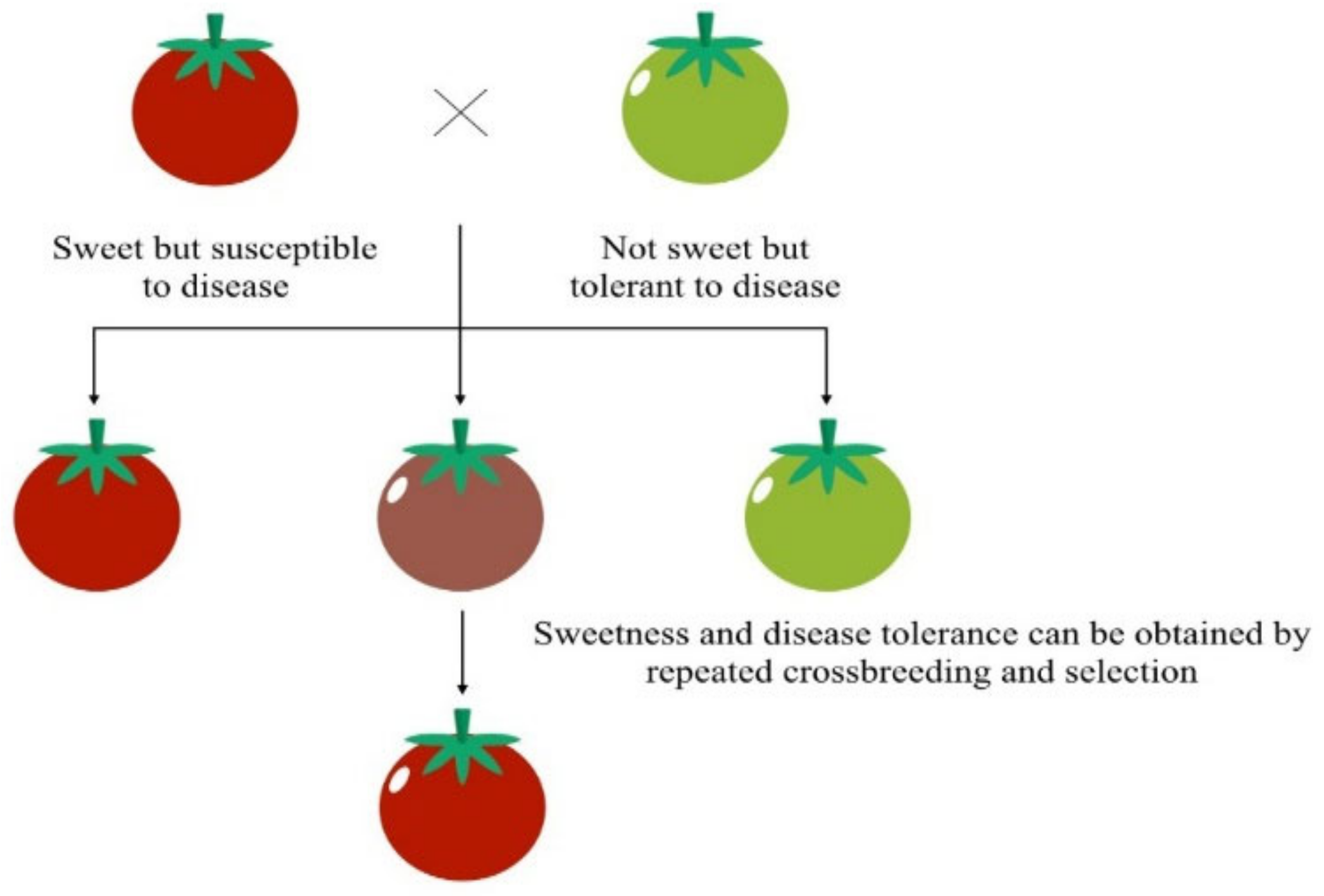 Myths and Realities about Genetically Modified Food: A Risk-Benefit ...