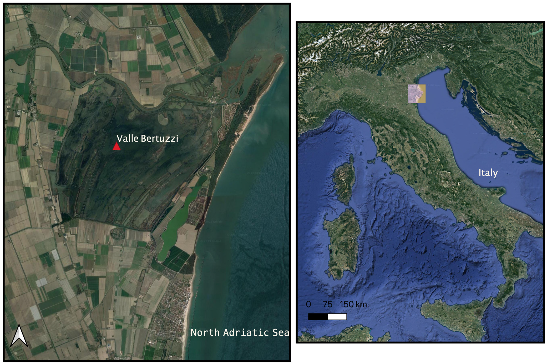 Evaluation of the Reproductive Performance of Females of Anguilla ...