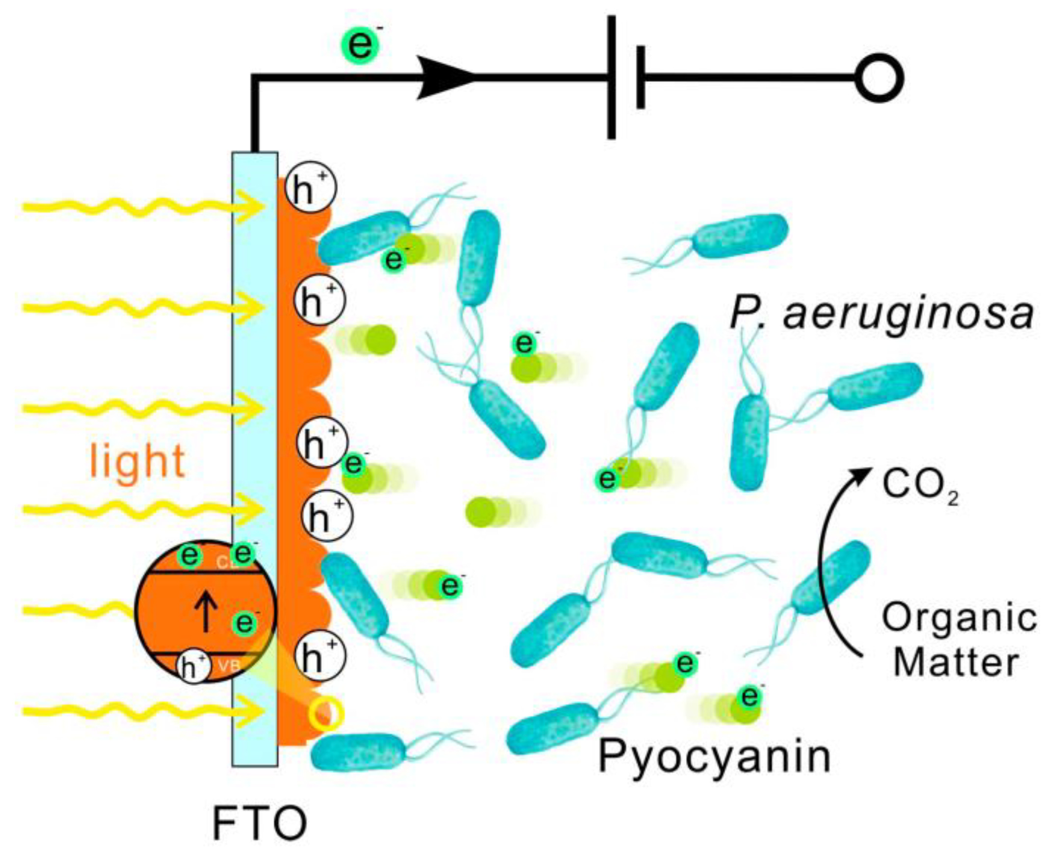 Strategies for Enhancing Extracellular Electron Transfer in ...