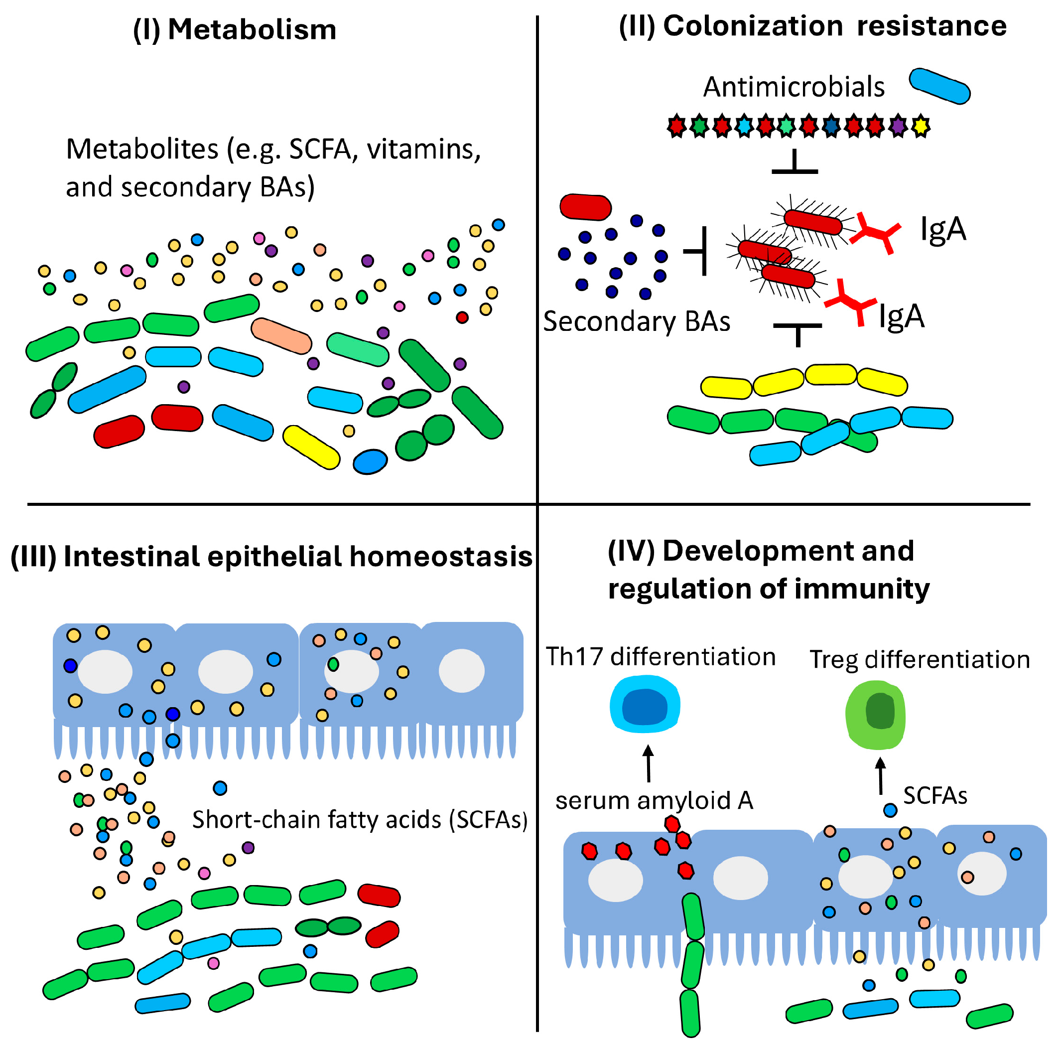 Microbes in Health and Disease: Human Gut Microbiota | MDPI