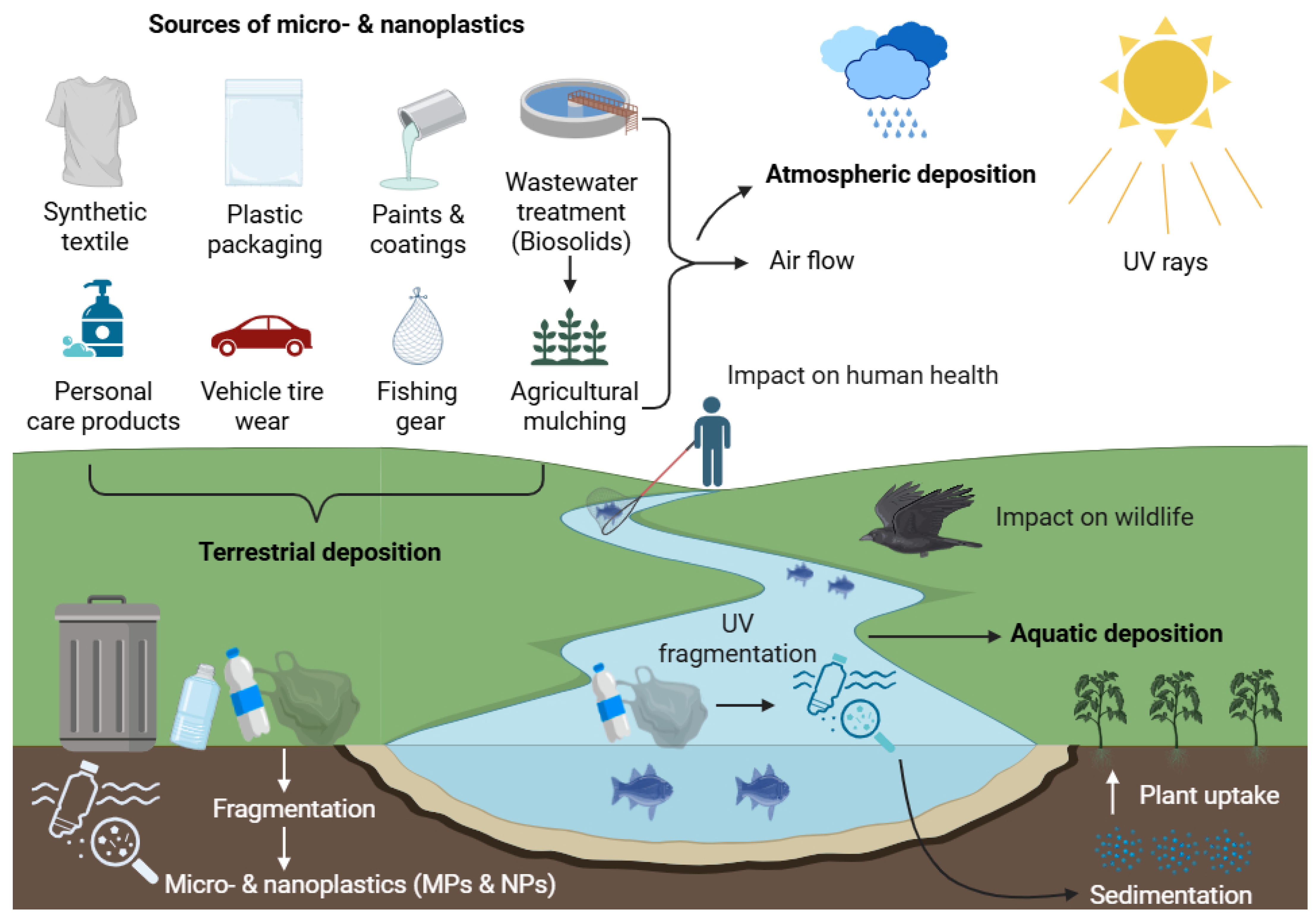 Exposure Pathways, Systemic Distribution, and Health Implications of ...