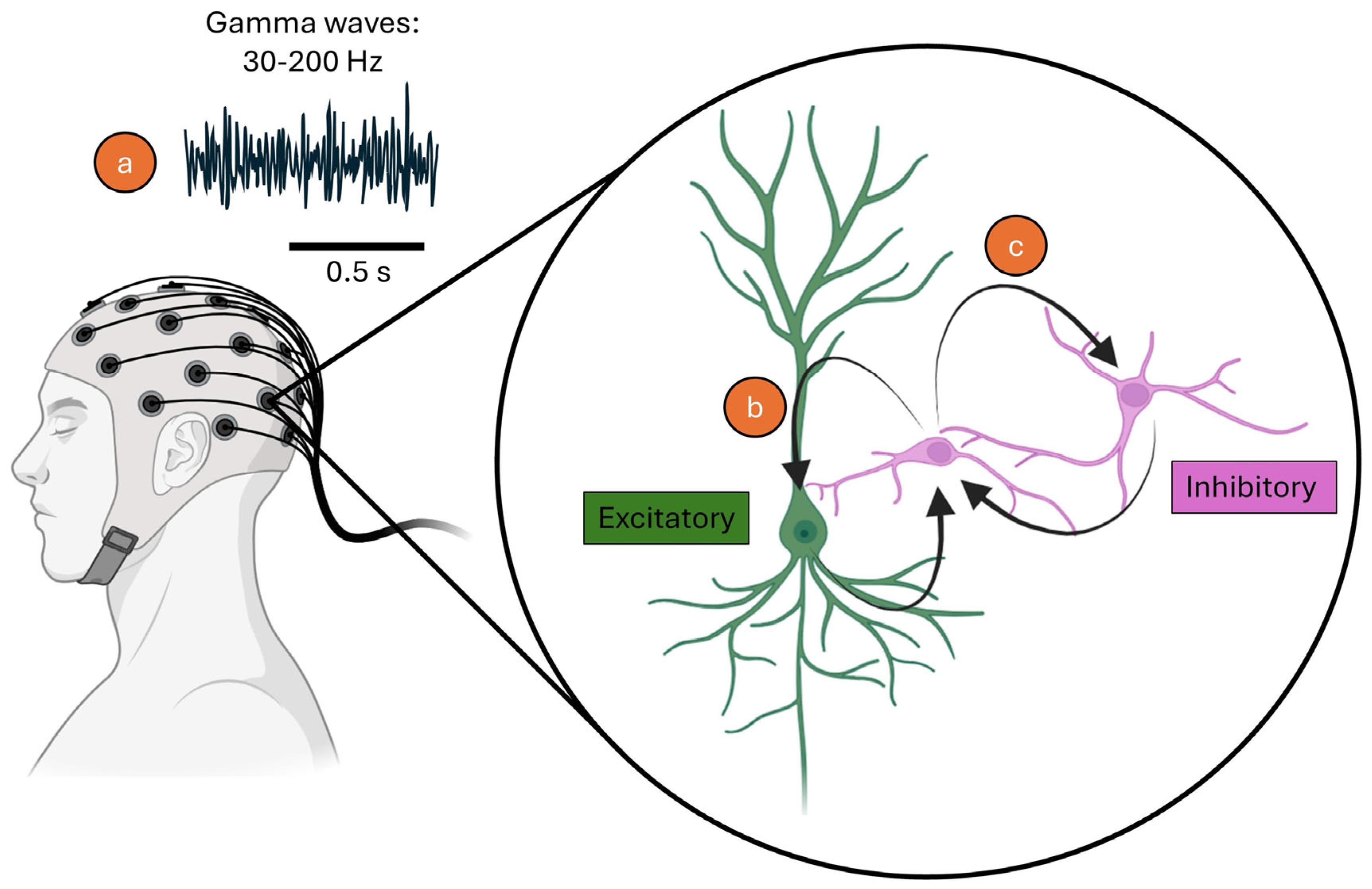 What Are Gamma Waves (And How Are They Relevant to Clinical Psychiatry ...