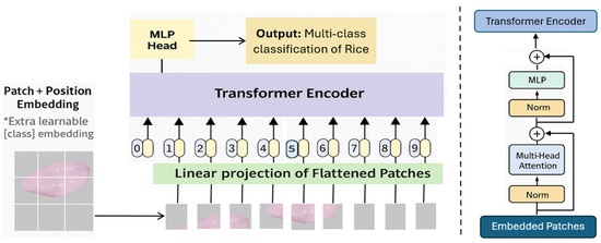 Transformer-Based Multi-Class Classification of Bangladeshi Rice ...