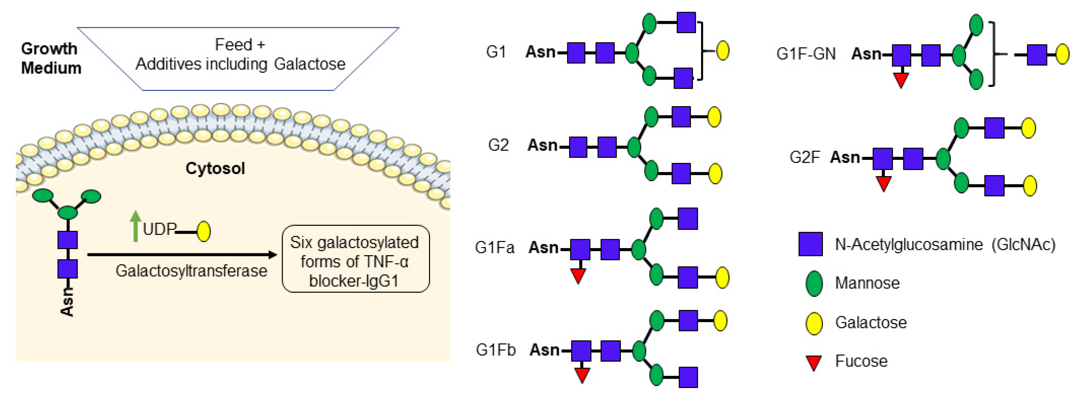 Enhancing the Total Terminal Galactosylation of CHO Cell-Derived TNF-α ...