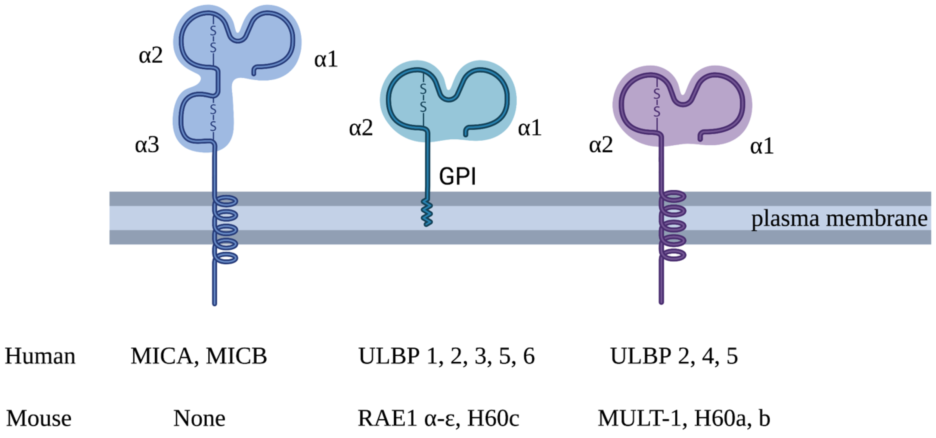 The Role and Regulation of the NKG2D/NKG2D Ligand System in Cancer | MDPI