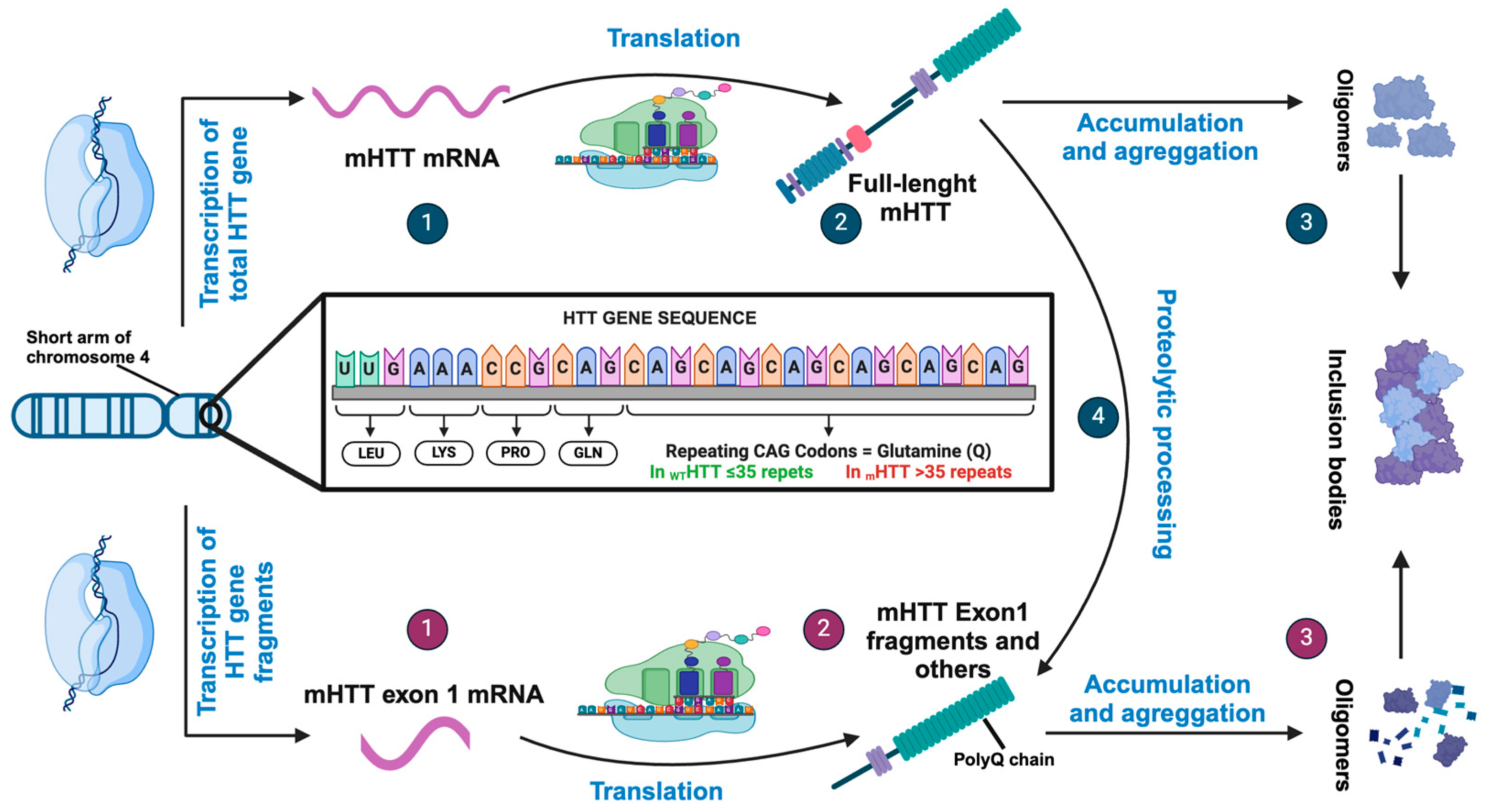 Role of TFEB in Huntington’s Disease | MDPI