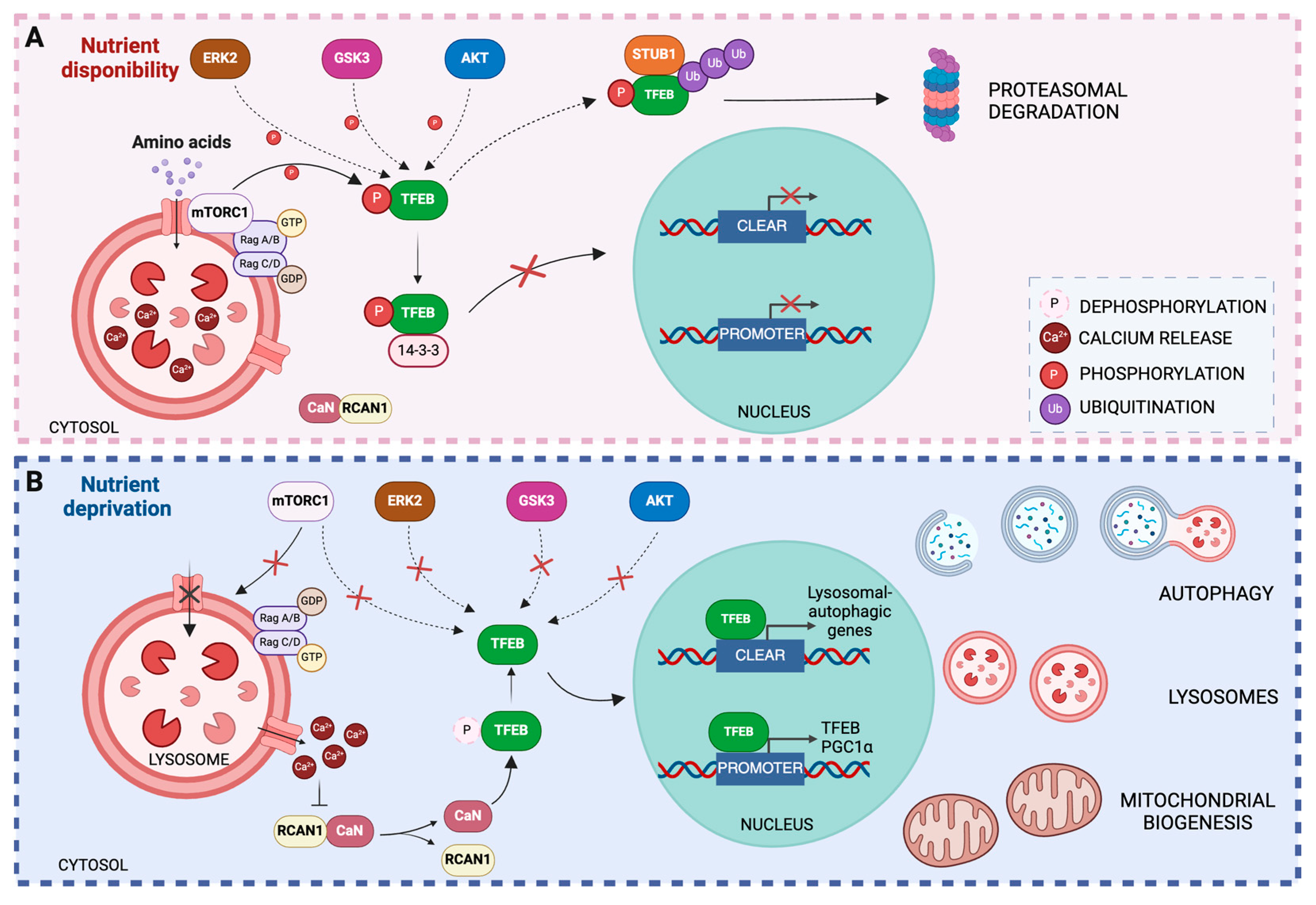 Role of TFEB in Huntington’s Disease | MDPI