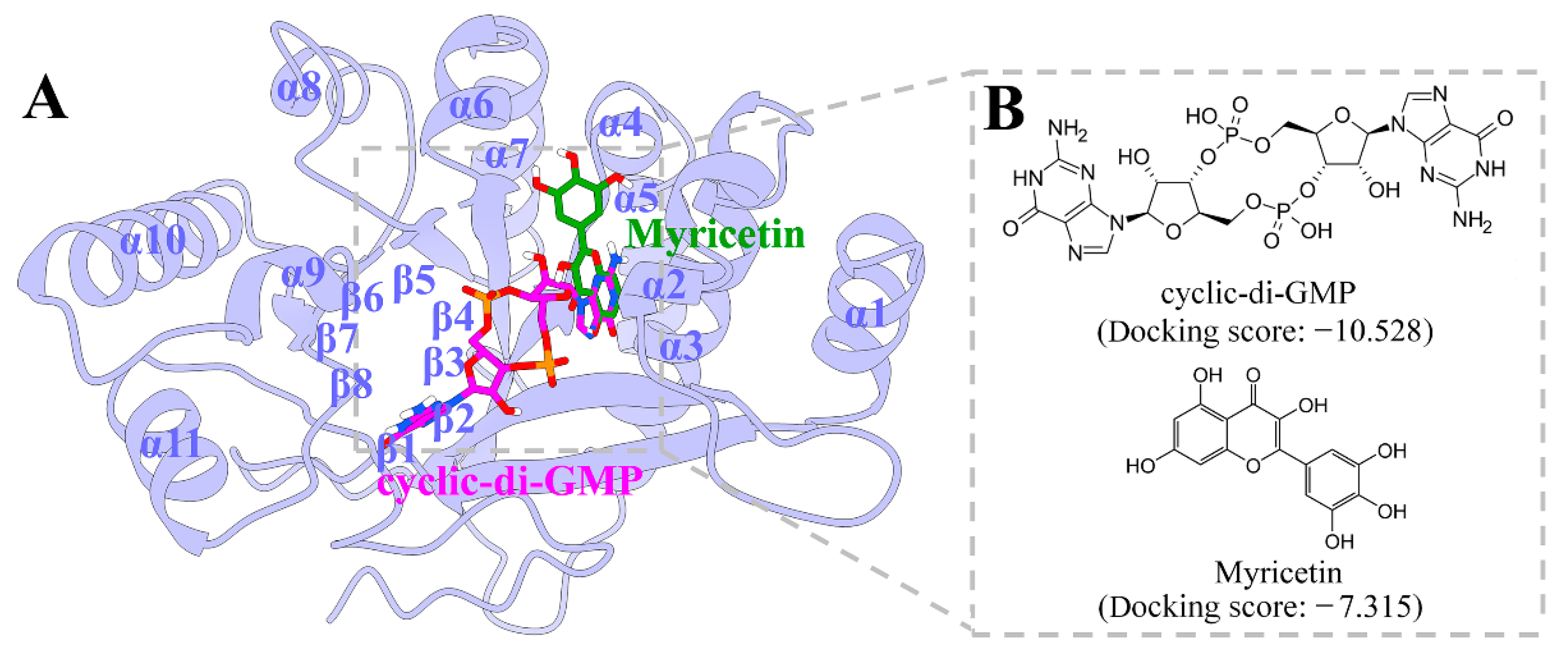Myricetin Potentiates Antibiotics Against Resistant Pseudomonas ...